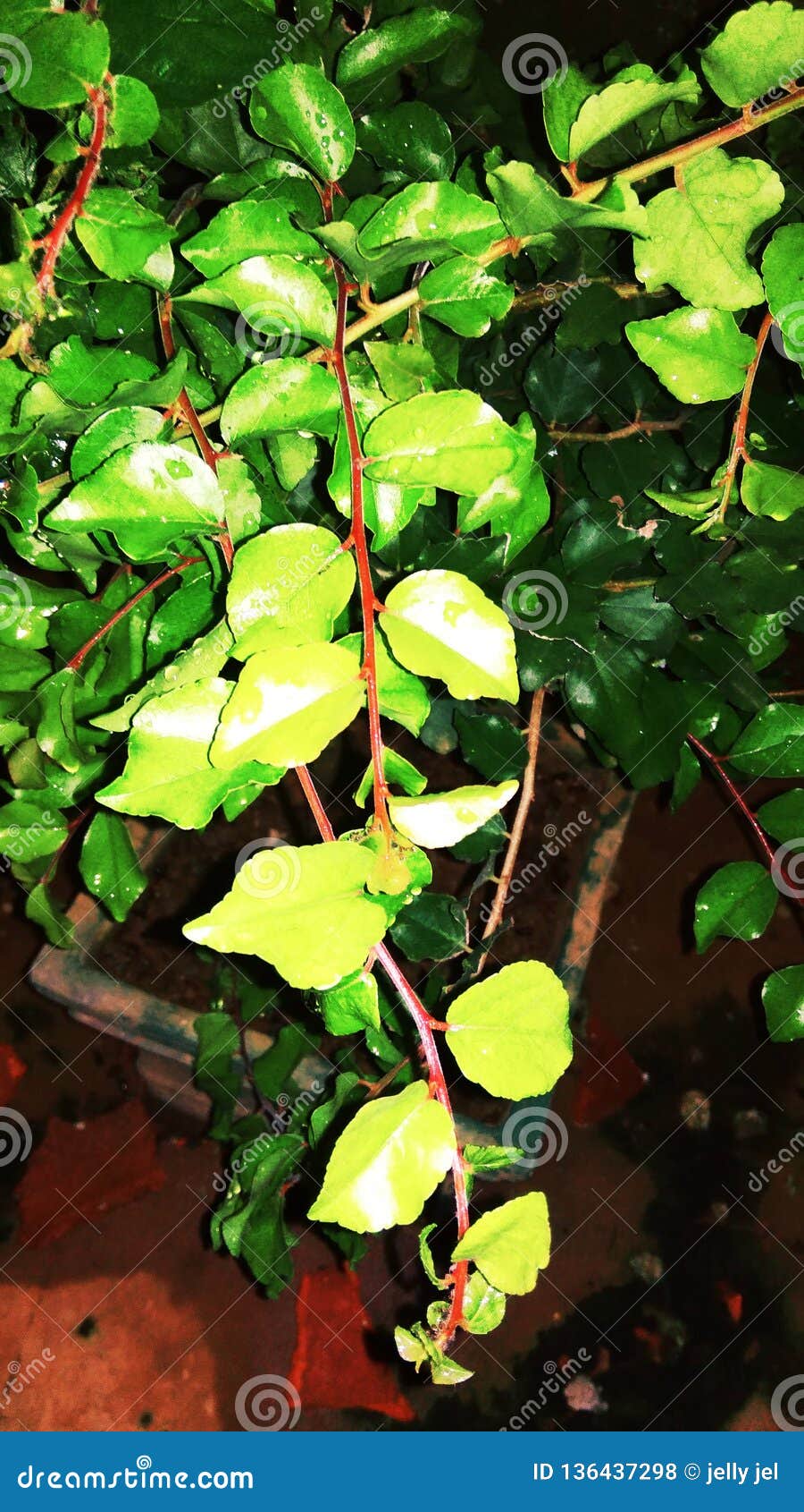 Rukem tree stock photo. Image of tastes, tree, rukem - 136437298
