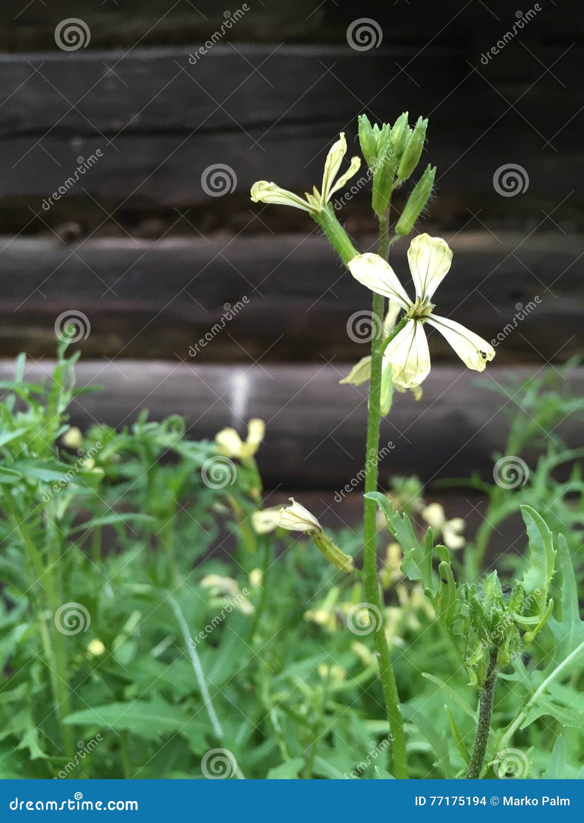 Rucola plant stock photo. Image of pesto, growing, fresh - 77175194