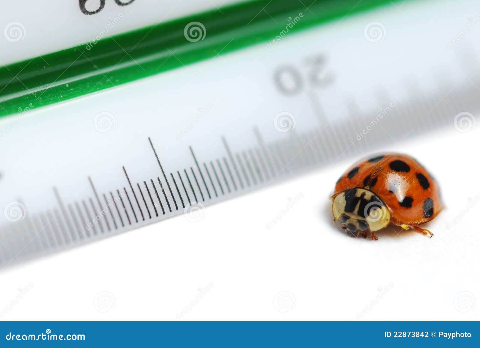 Bug Ruler Stock Photos - Free & Royalty-Free Stock Photos from Dreamstime