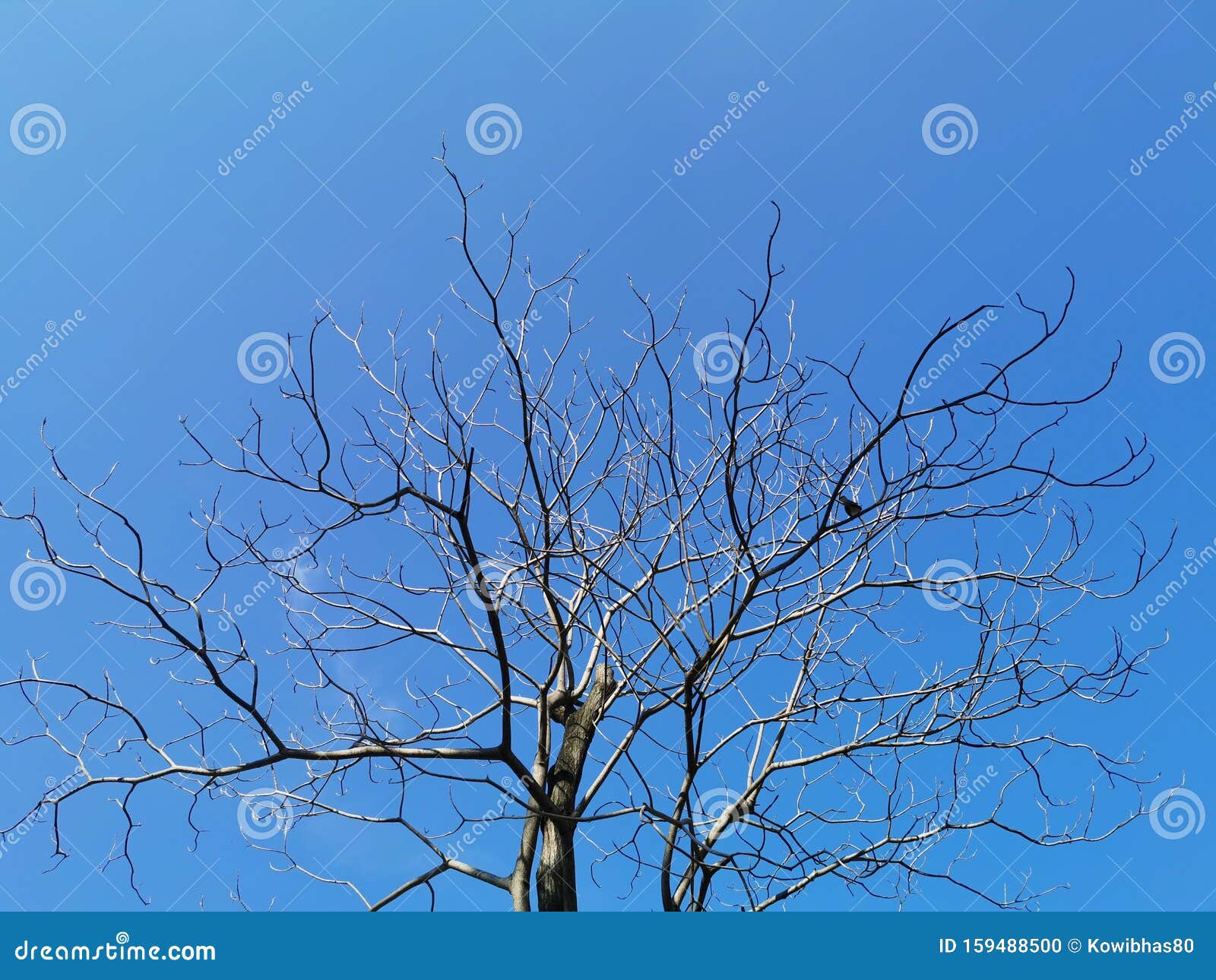 The Rules of Nature Fresh and Dry Tree. with Bluesky Stock Photo ...