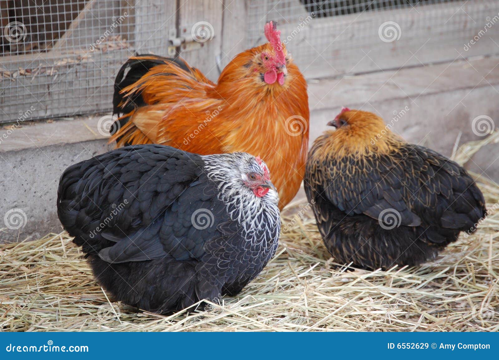 Ruling the Roost stock image. Image of doodle, barnyard - 6552629