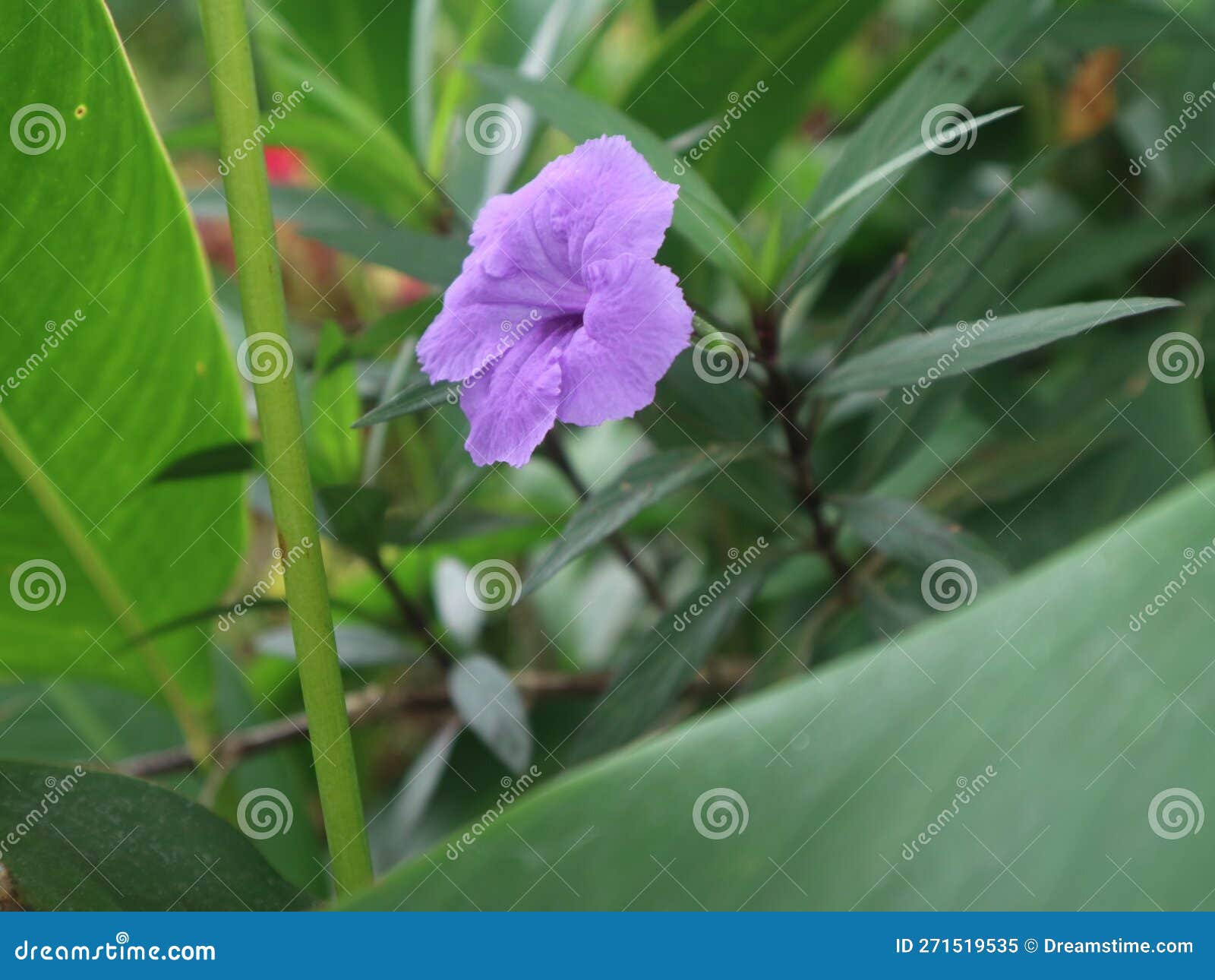 Rullia Simplex Flower in the Wild Stock Image - Image of nature, plant ...