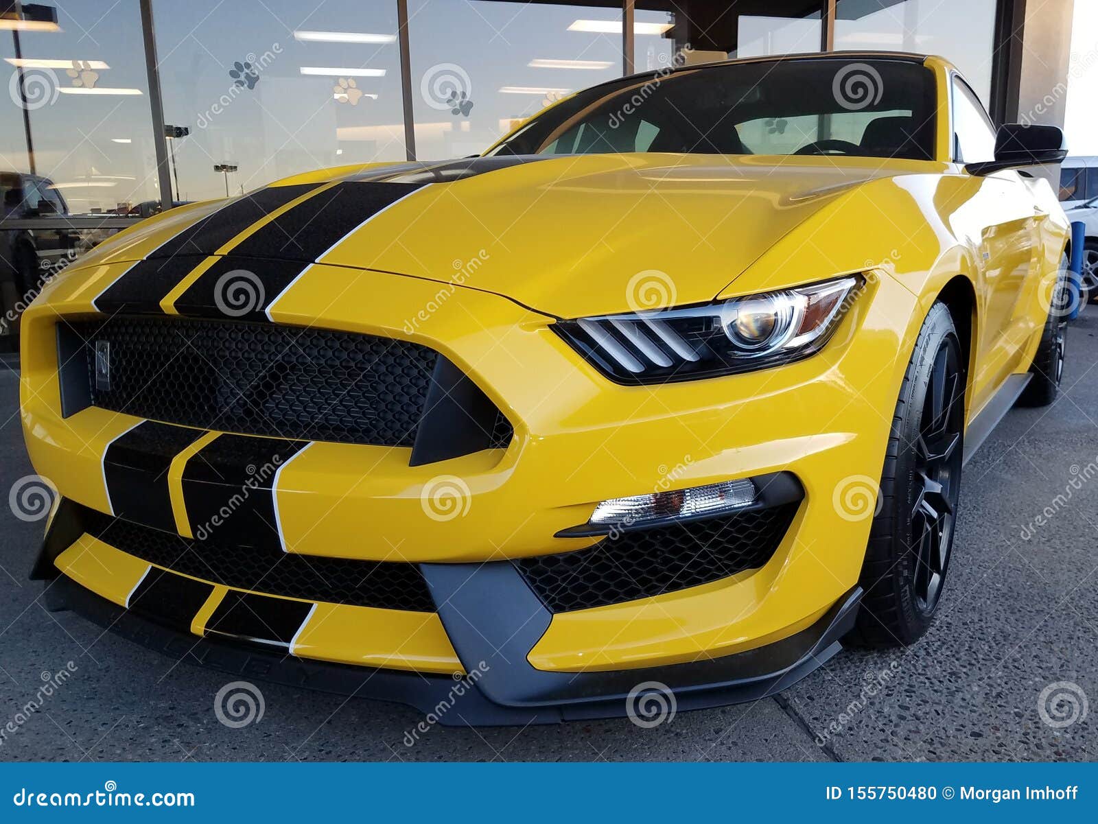 Rumblebee editorial image. Image of yellow, bumblebee - 155750480