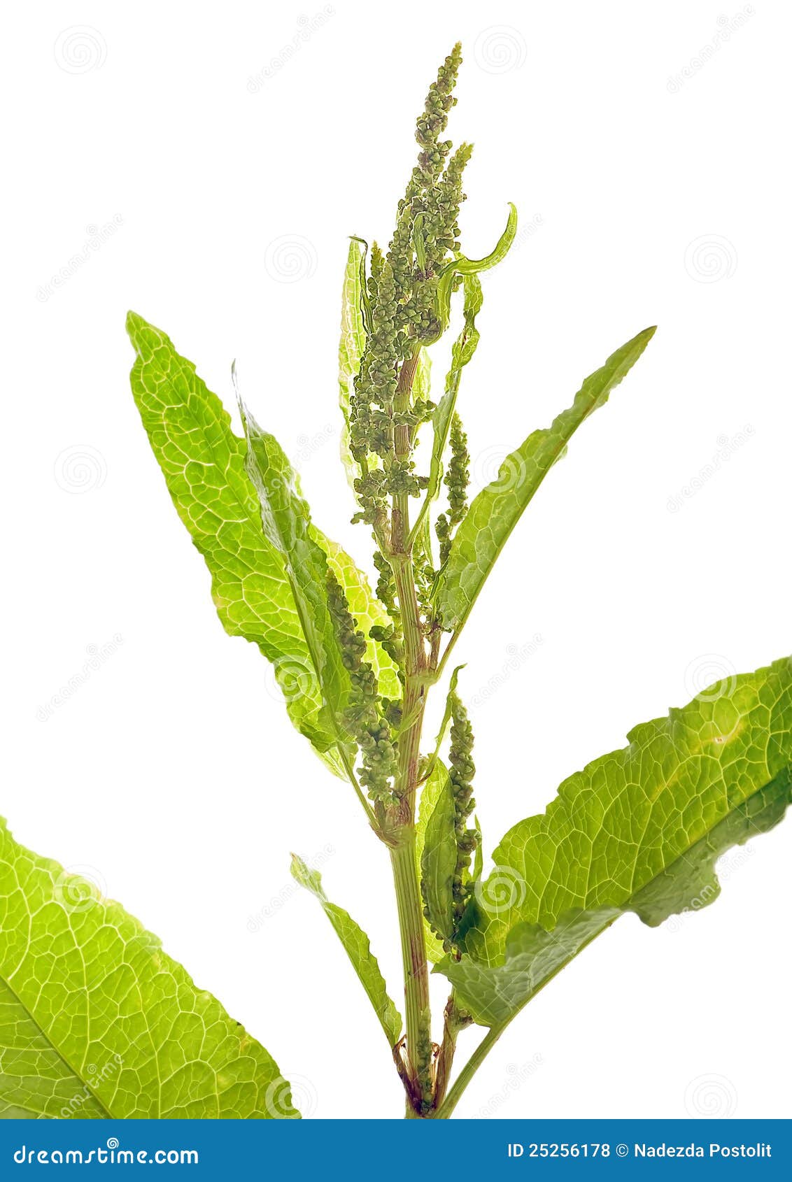 Rumex confertus stock photo. Image of blossom, rumex - 25256178