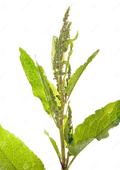 Rumex confertus stock photo. Image of blossom, rumex - 25256178
