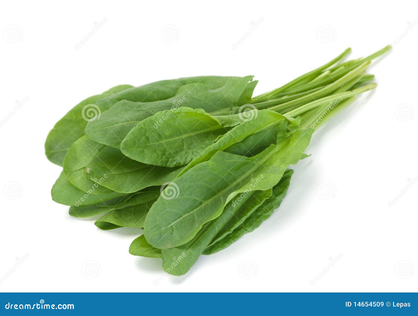 Rumex herb stock image. Image of plant, bunch, herb, spice - 14654509