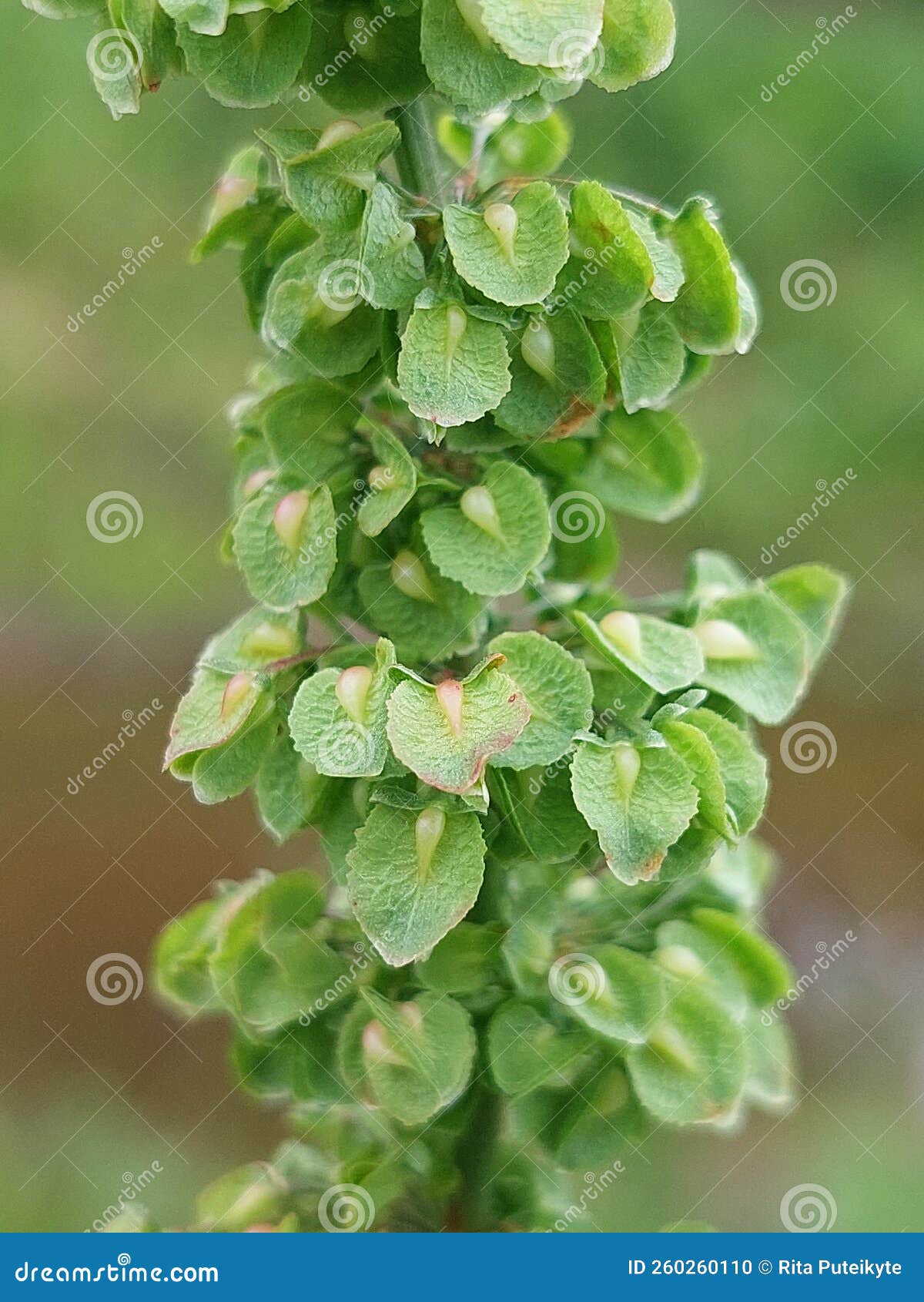 Rumex stock photo. Image of flowering, wild, plant, nature - 260260110