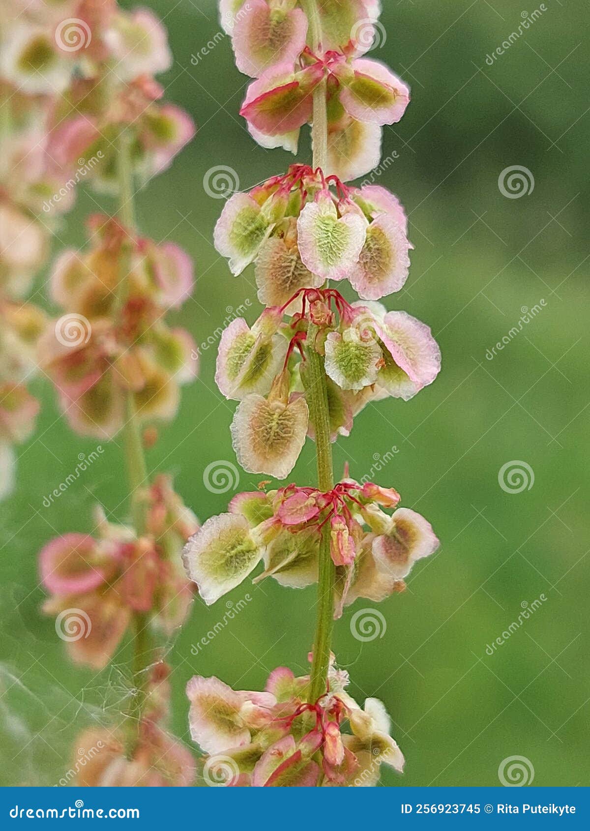 Rumex stock image. Image of worldwide, herb, meadow - 256923745
