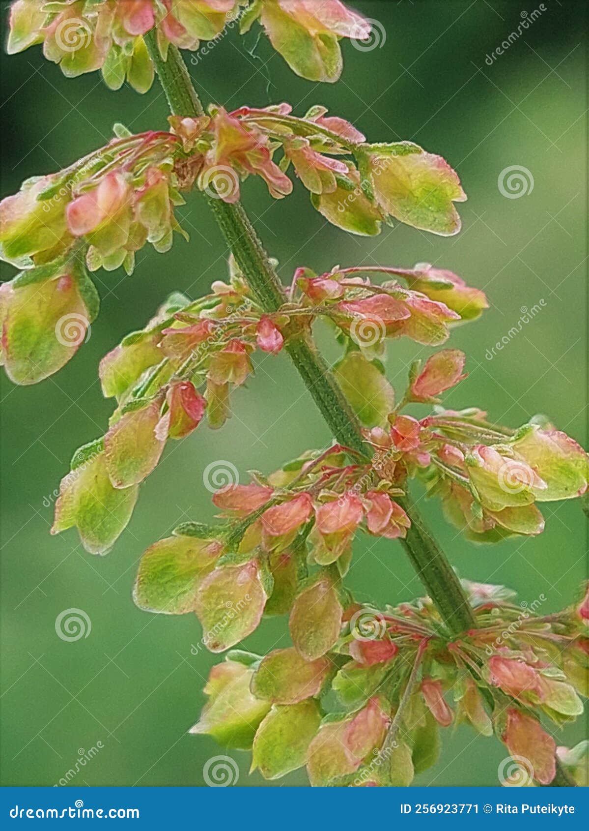 Rumex stock image. Image of wild, flowers, polygonaceae - 256923771