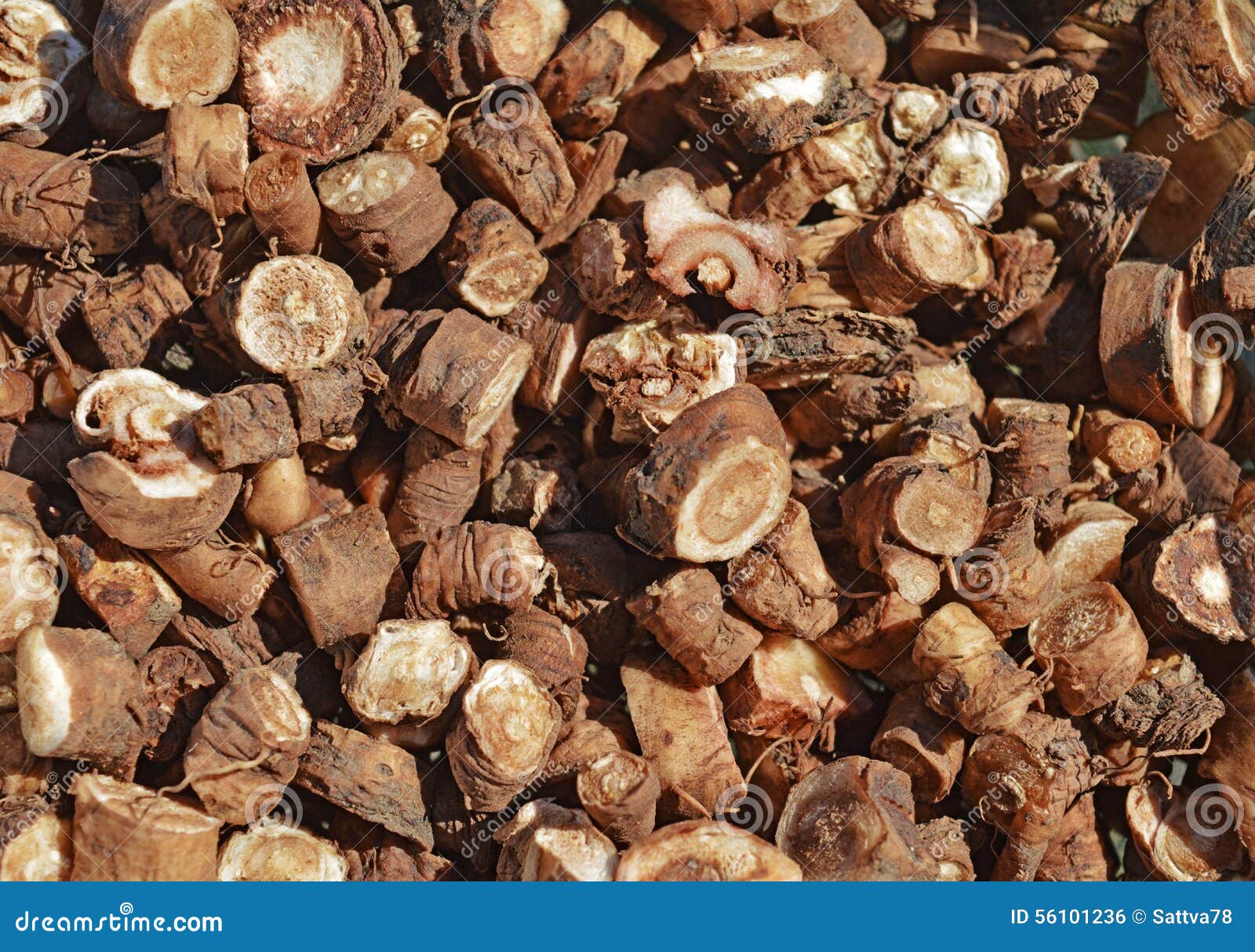 Rumex Patientia Stock Photo | CartoonDealer.com #56101236