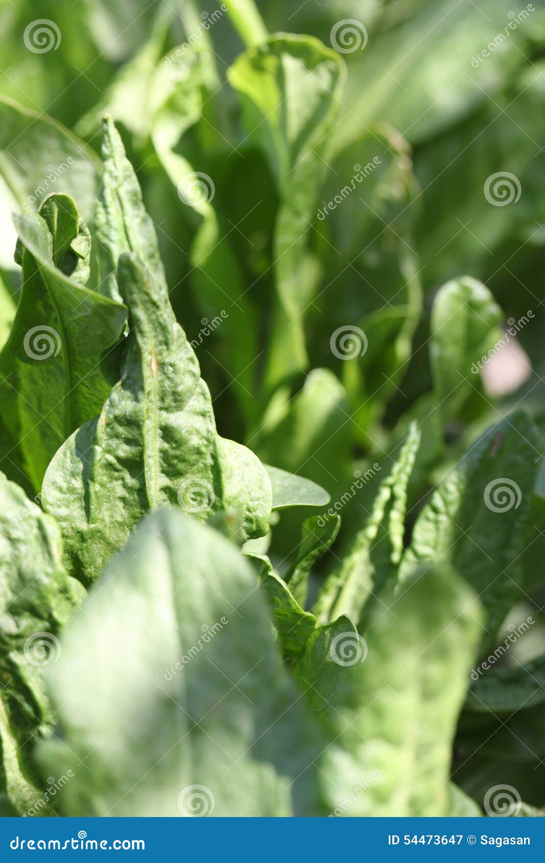 Rumex patientia stock image. Image of foliage, grass - 54473647