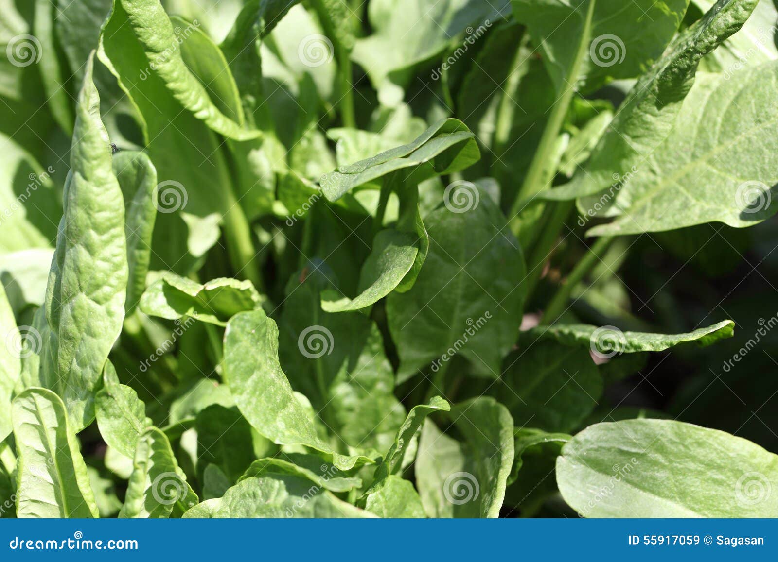 Rumex patientia stock image. Image of bunch, medicine - 55917059