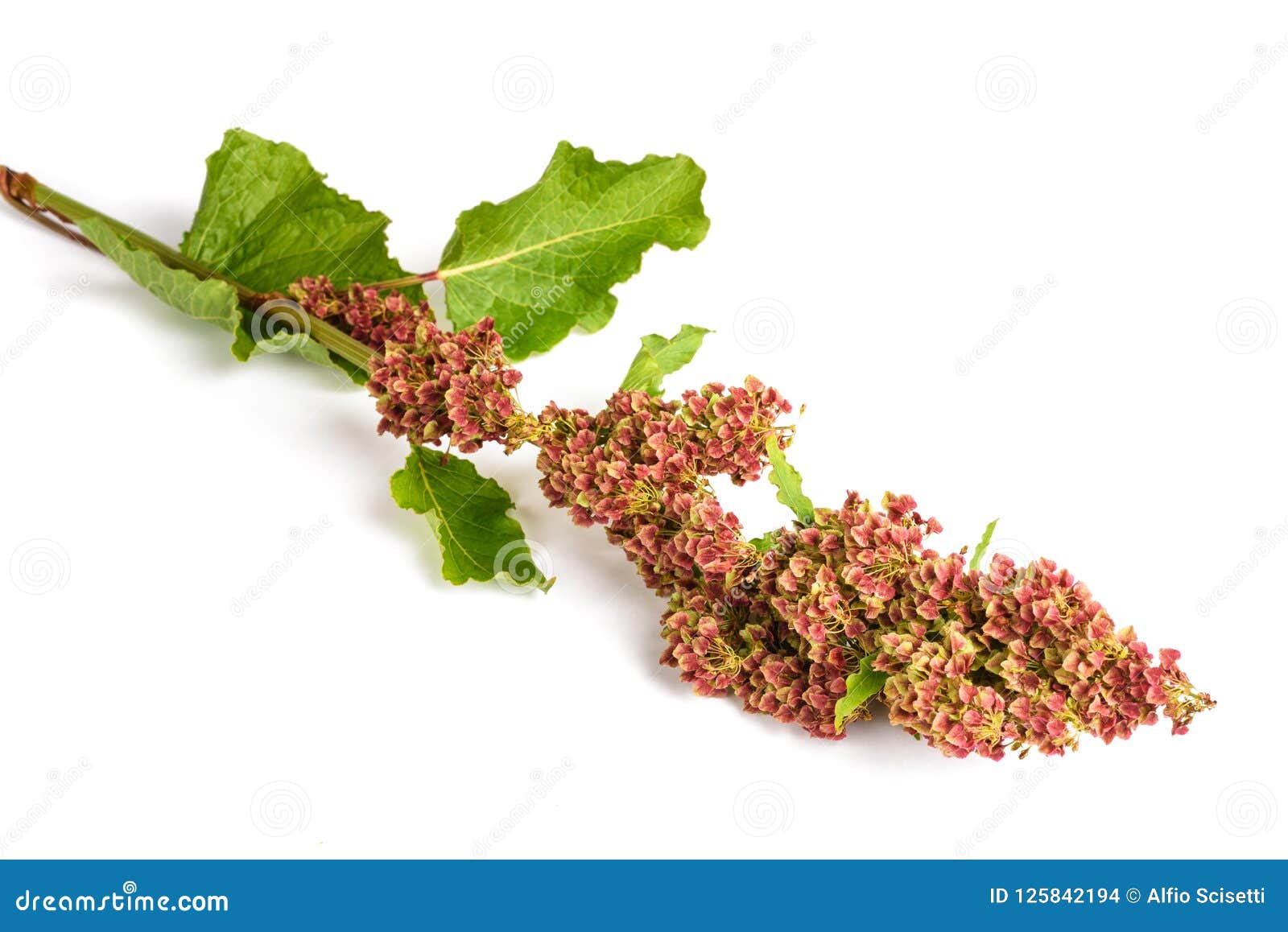 Rumex stock photo. Image of romice, plant, leaves, nature - 125842194