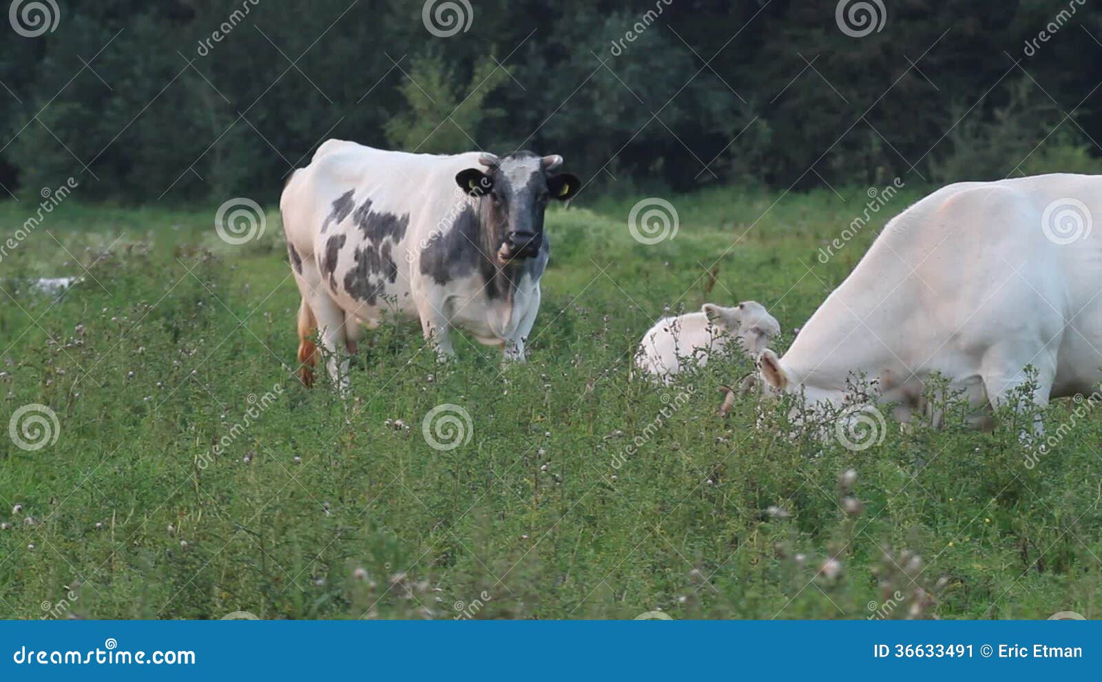 Rumiando y pastando vacas almacen de metraje de vídeo. Vídeo de pasto ...