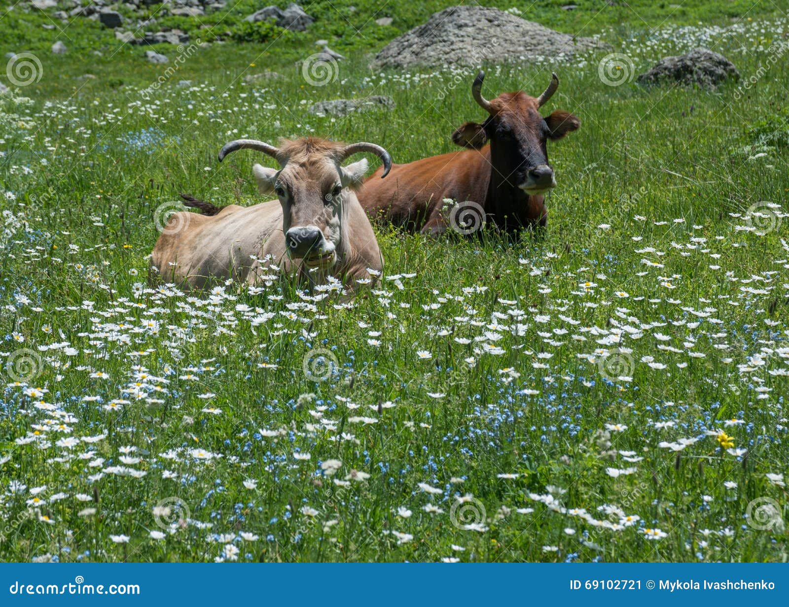 Ruminando Vacas No Prado Da Flor Imagem de Stock - Imagem de nave ...