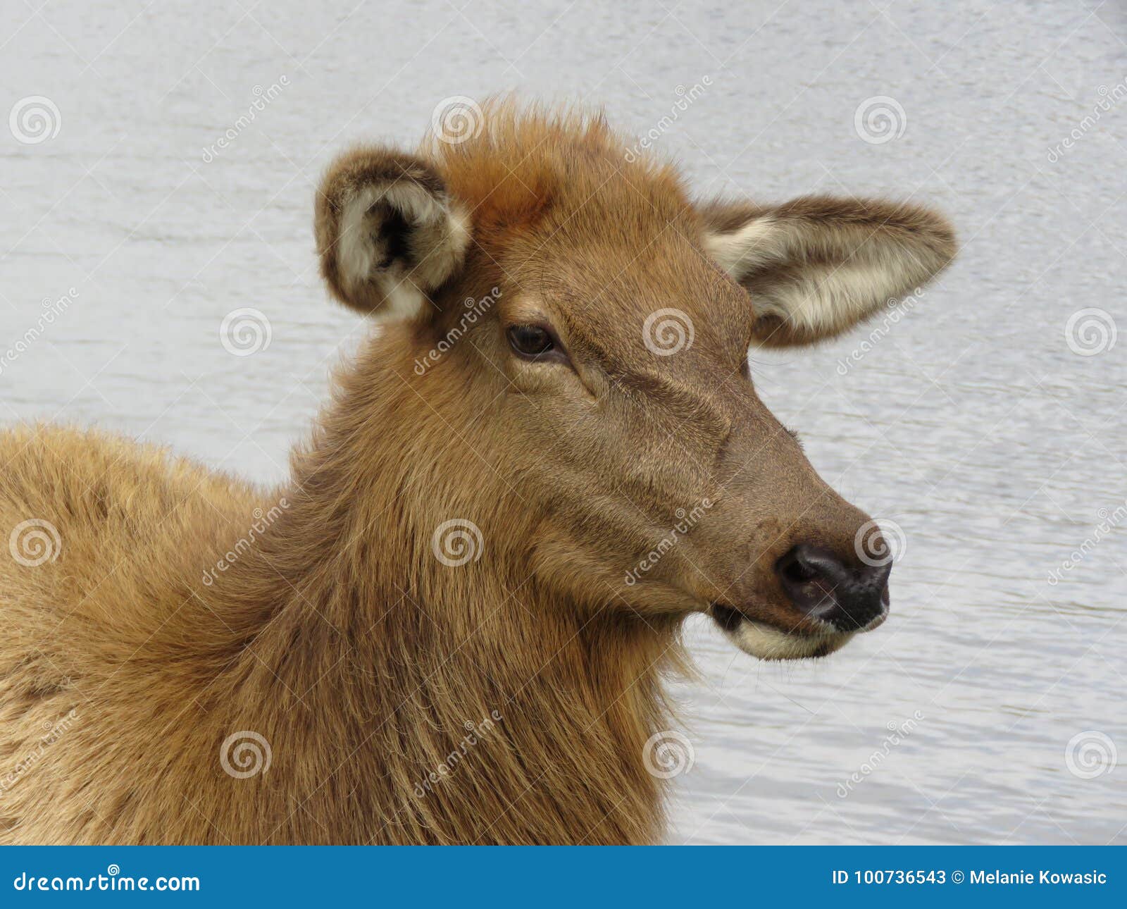 Ruminants стоковое изображение. изображение насчитывающей запятнано ...