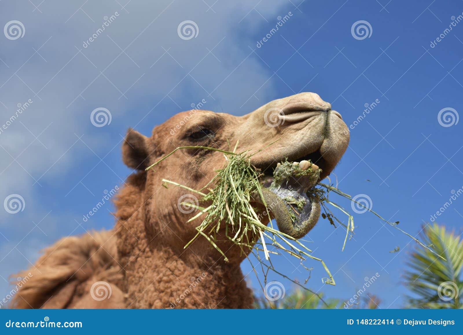 Ruminating Camel with His Lip Dropped Down Stock Photo - Image of ...