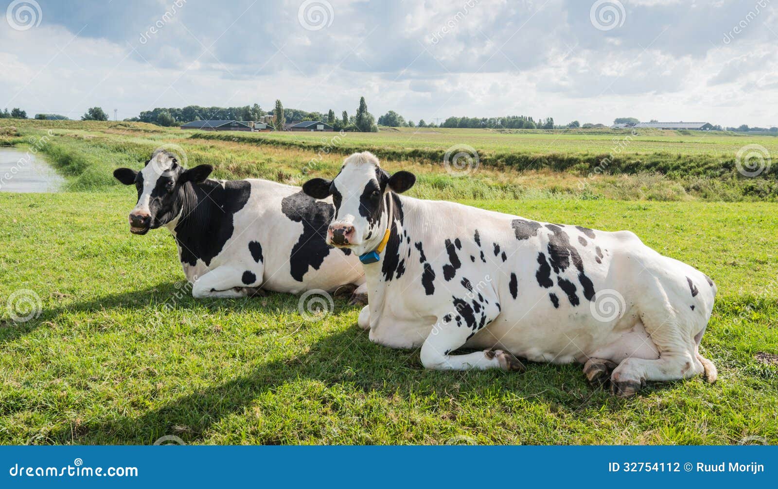 Ruminating cows stock photo. Image of black, nature, field - 32754112