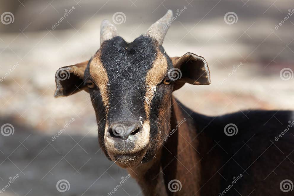 Ruminating Goat with Thick Cheeks Stock Photo - Image of mammals, face ...