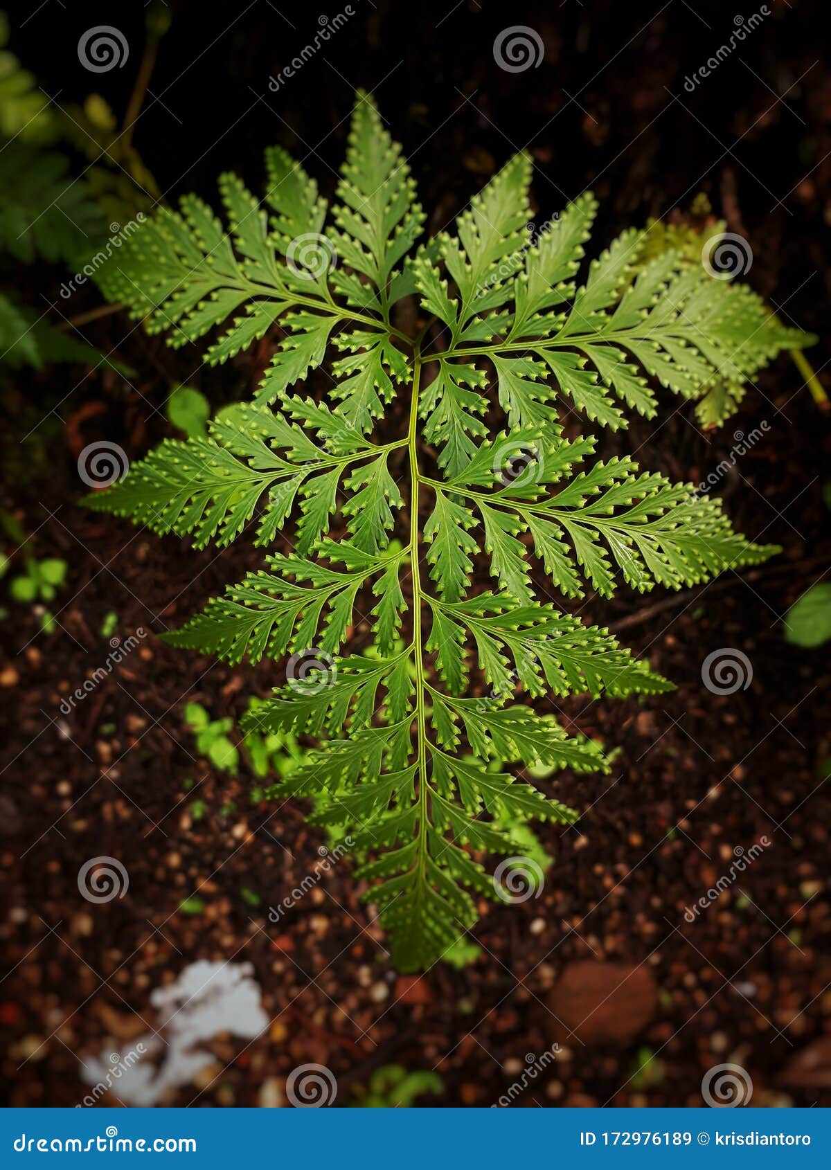 Rumohra adiantiformis stock image. Image of rumohra - 172976189