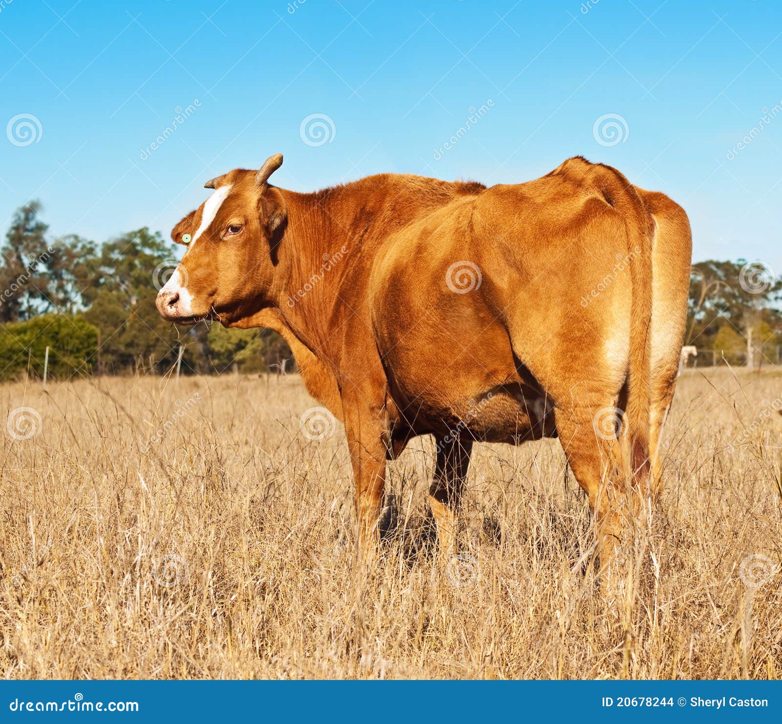 Rump End of Brown Cow with Blue Sky Stock Photo - Image of animal, farm ...