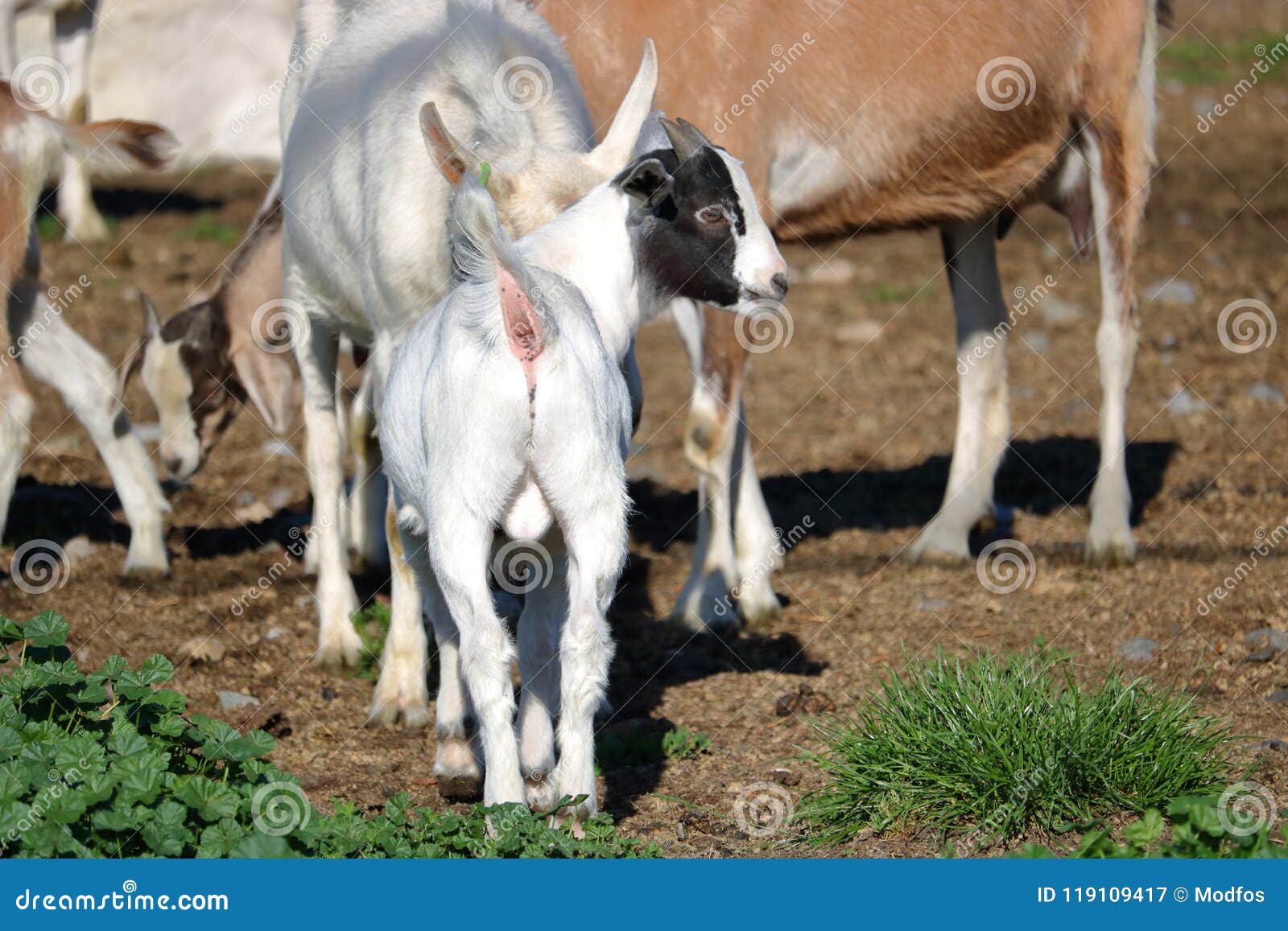 Rump of Nigerian Dwarf Goat Stock Image - Image of nose, production ...