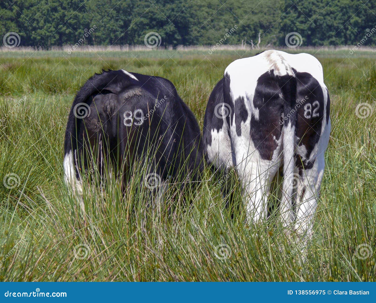 The Rumps of Two Grazing Cows Viewed from Behind Standing in High Grass ...