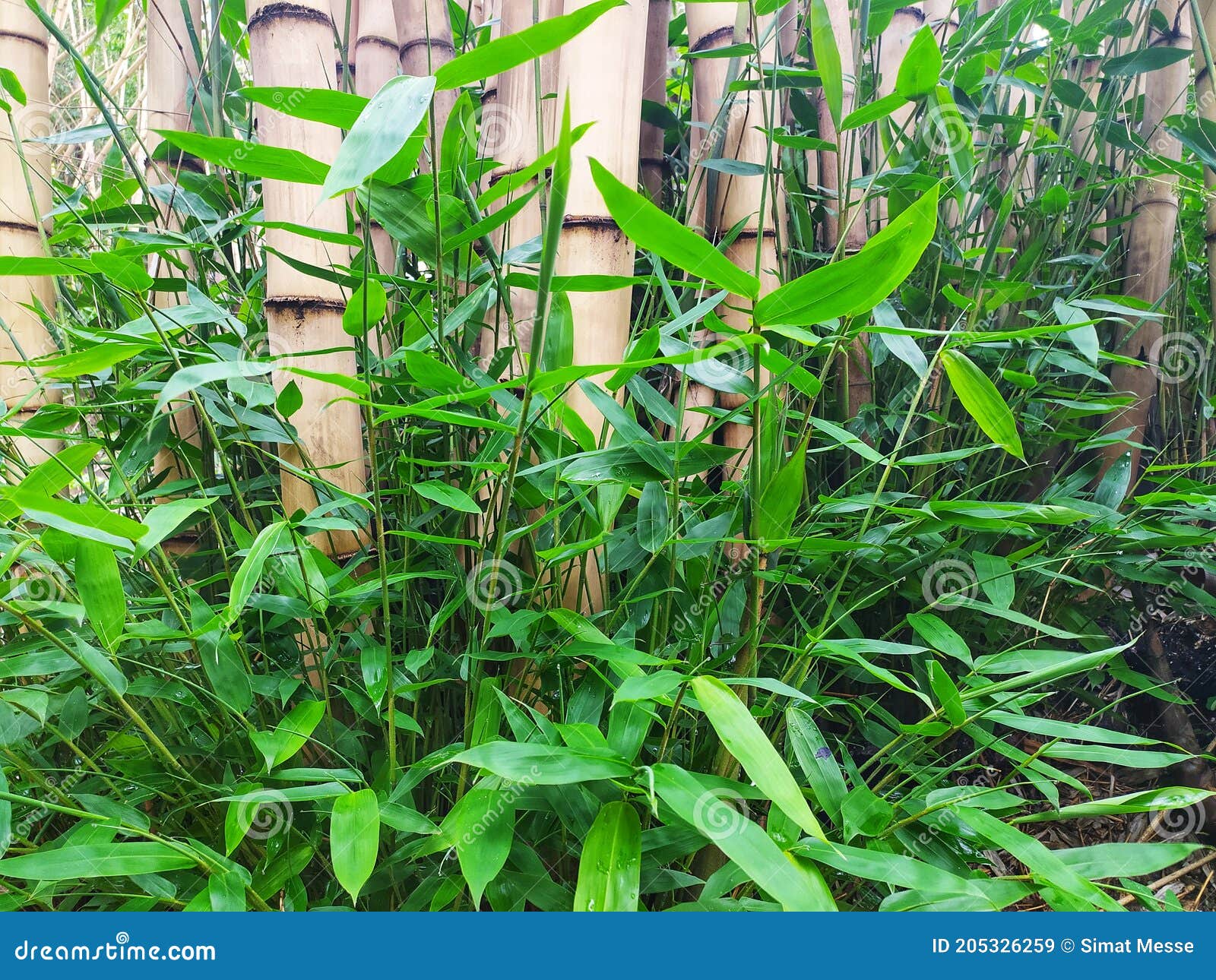 Rumpu bambu, rebung stock image. Image of plant, crop - 205326259