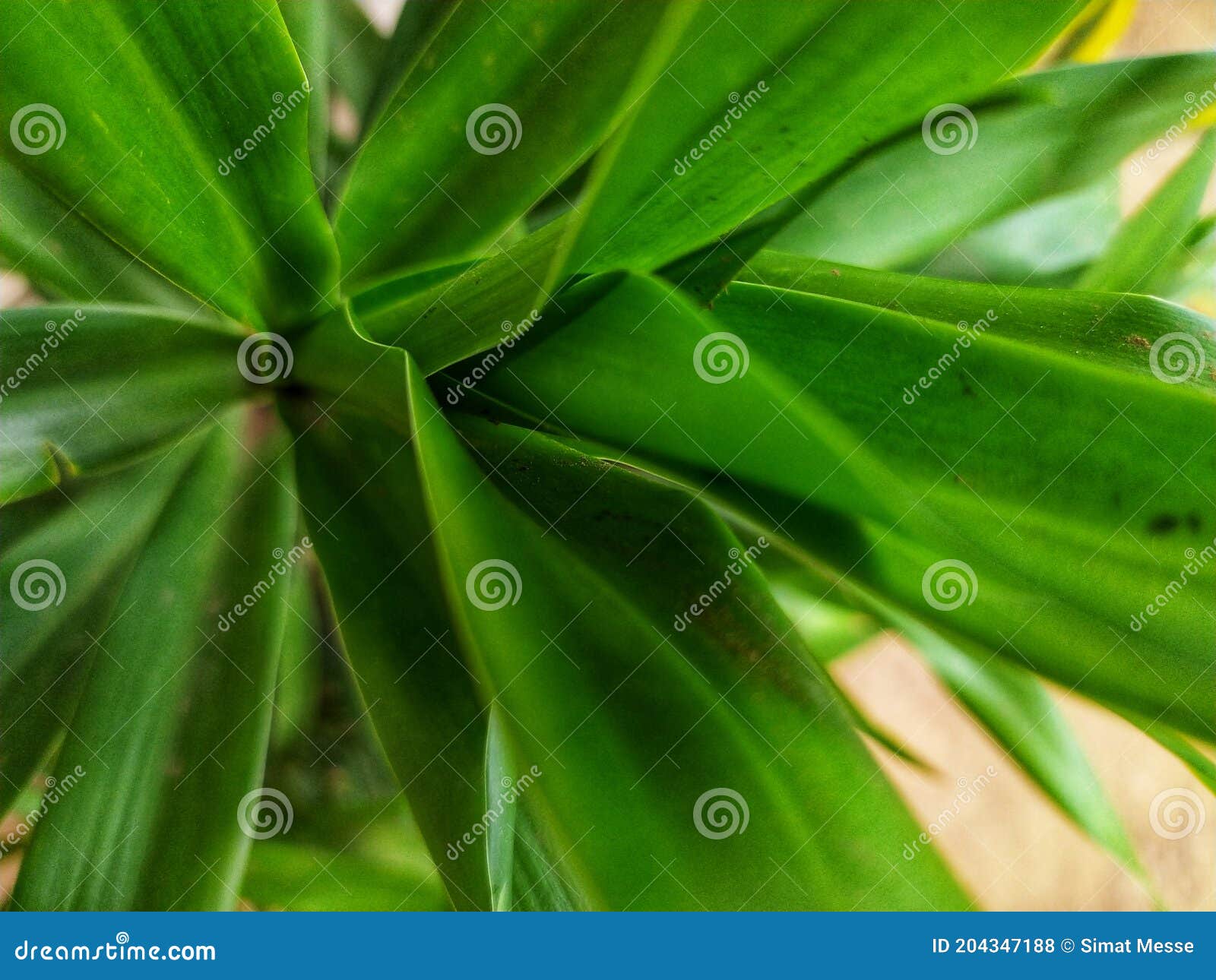 Rumput gajah mini stock photo. Image of flower, mini - 204347188
