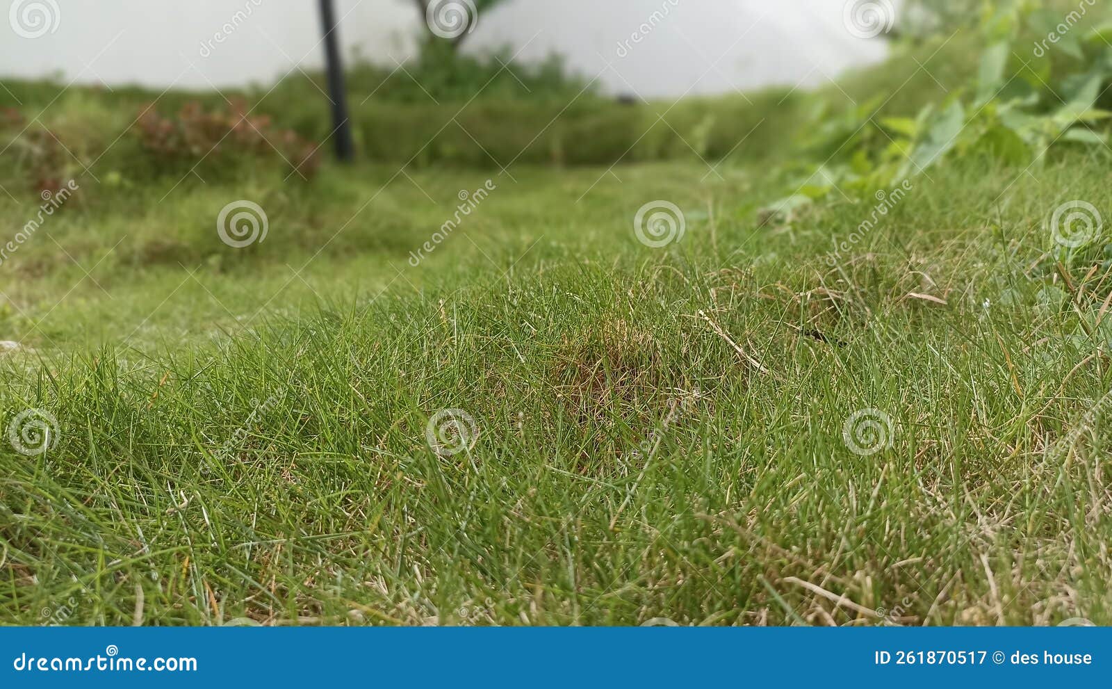 Rumput green tree stock image. Image of prairie, shrub - 261870517