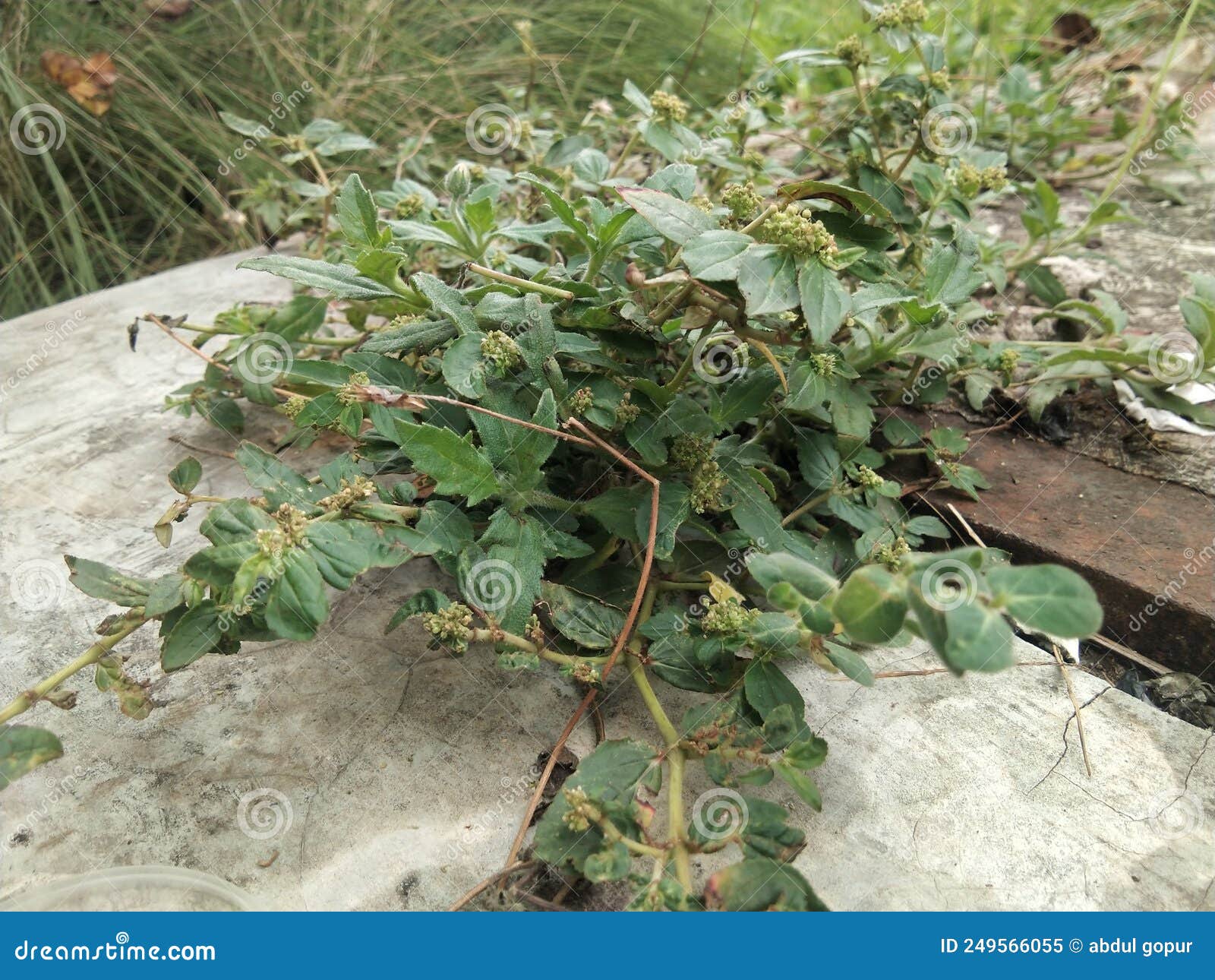 Rumput in indonesia stock image. Image of trees, rumput - 249566055