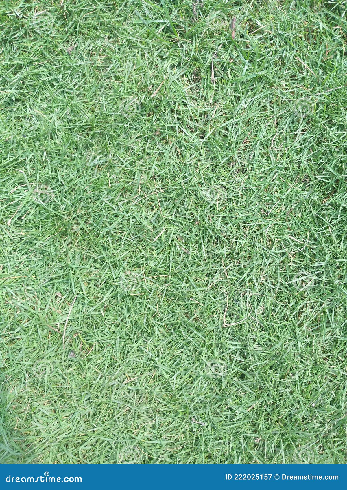 Rumput Jepang Stock Photos - Free & Royalty-Free Stock Photos from ...