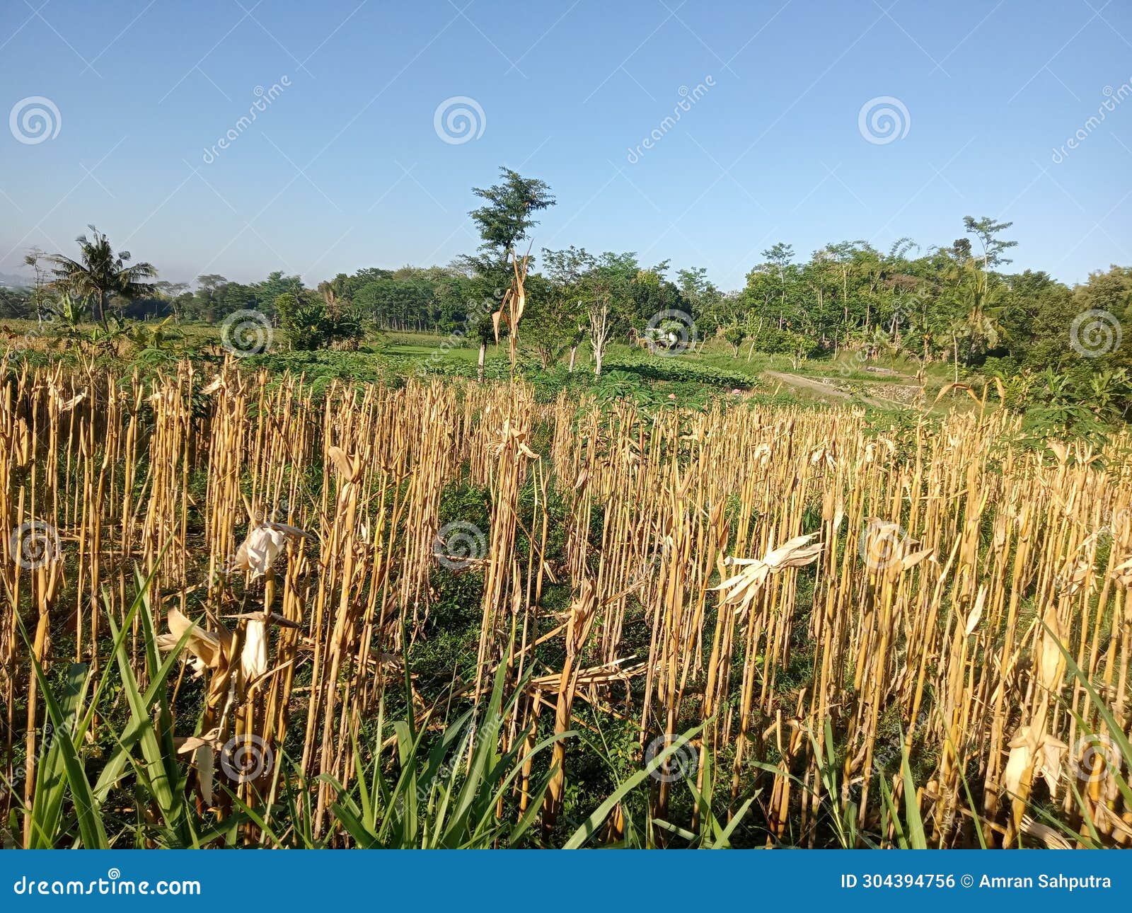 Rumput Kering Berwarna Kuning Tua Stock Photo - Image of berwarna ...