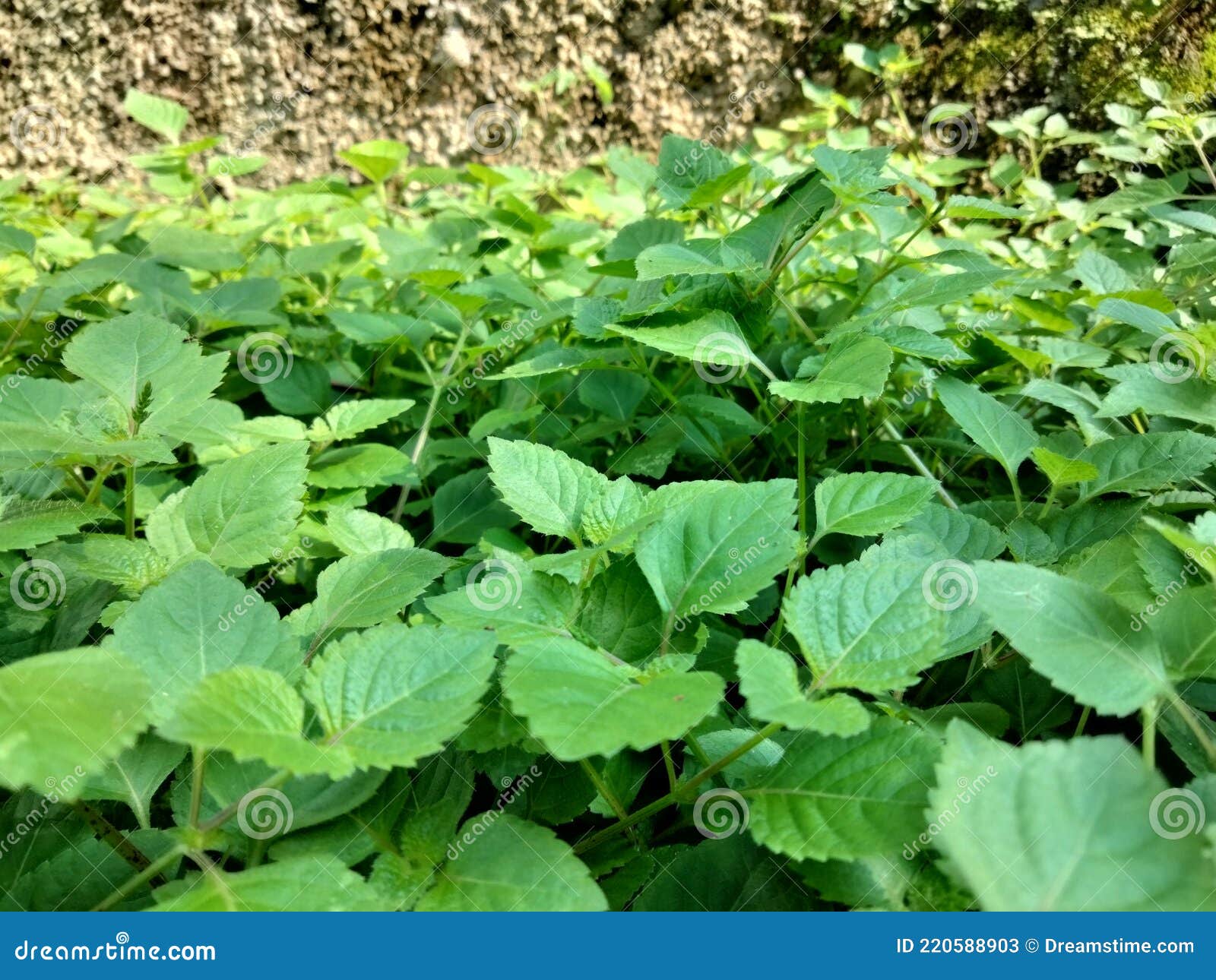 Rumput liar stock image. Image of leaf, soil, shrub - 220588903