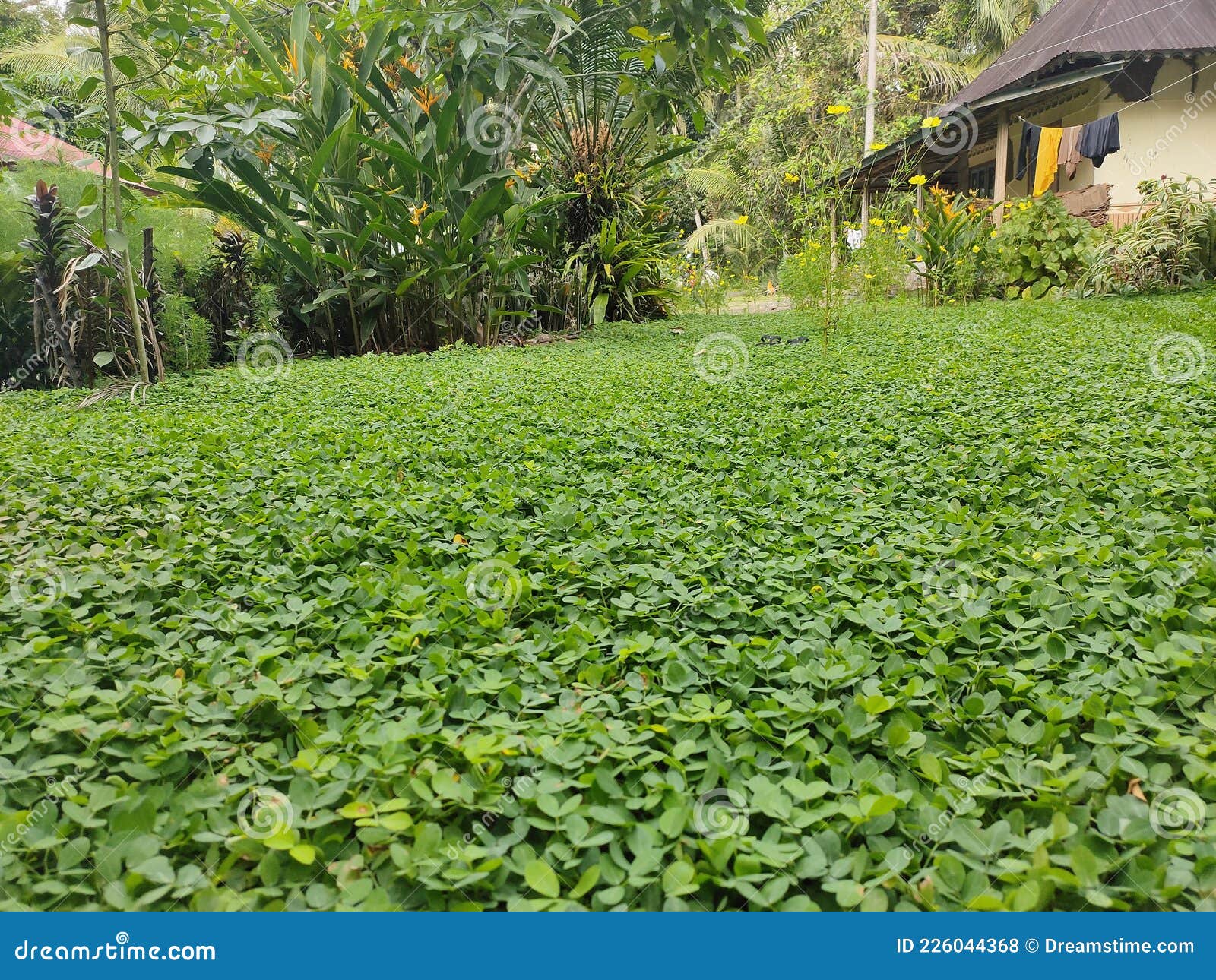 Rumput yang hijau stock photo. Image of plantation, hijau - 226044368