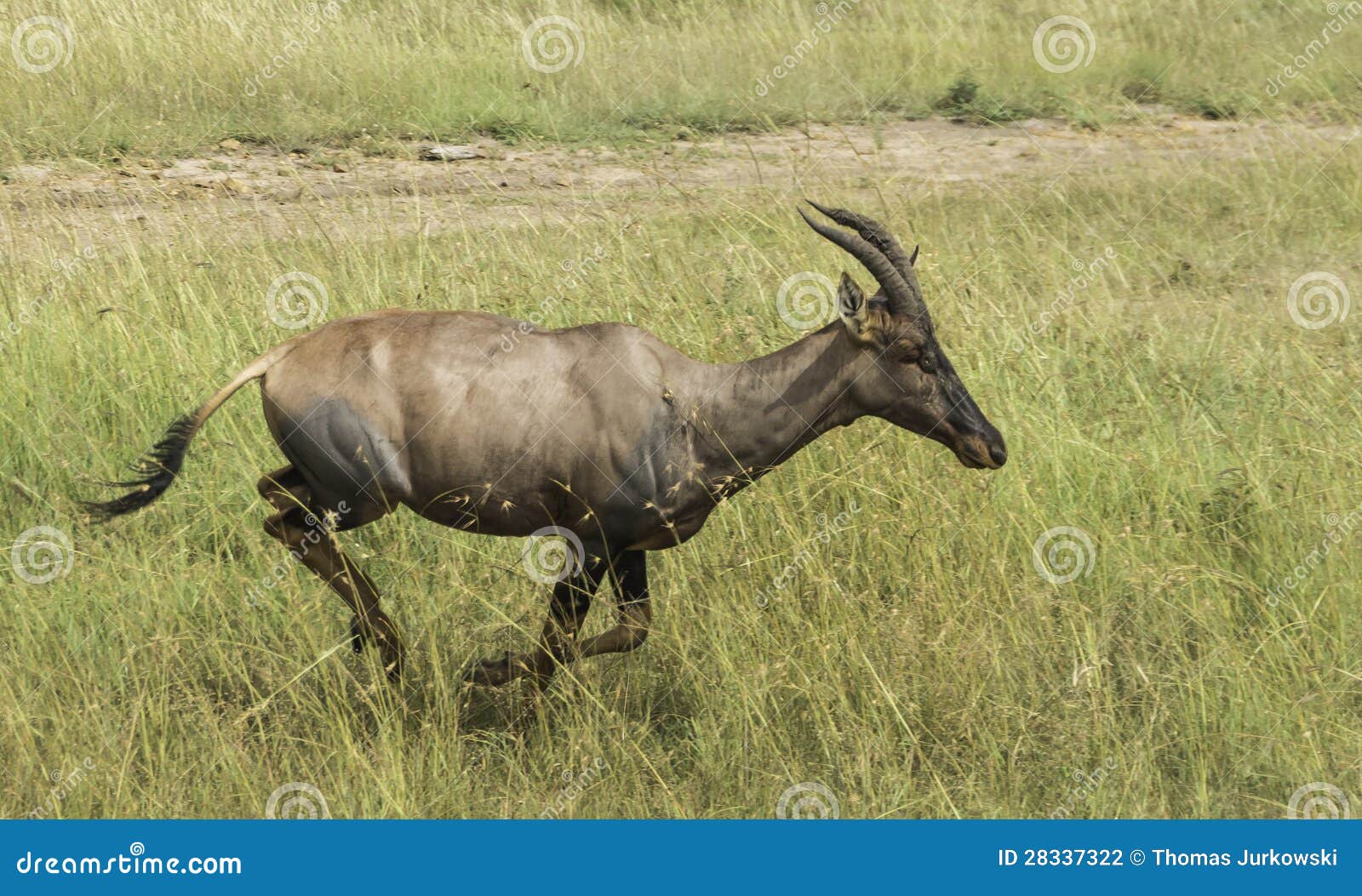 Run of Antelope Topi stock photo. Image of muzzle, danger - 28337322