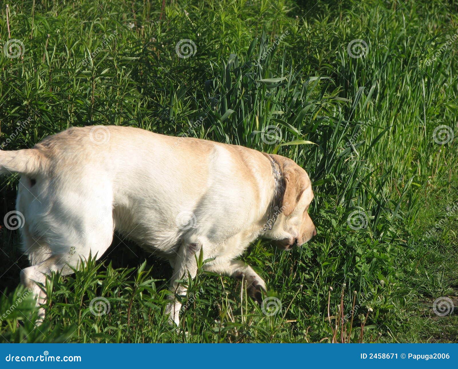 Run away dog stock image. Image of family, depression - 2458671