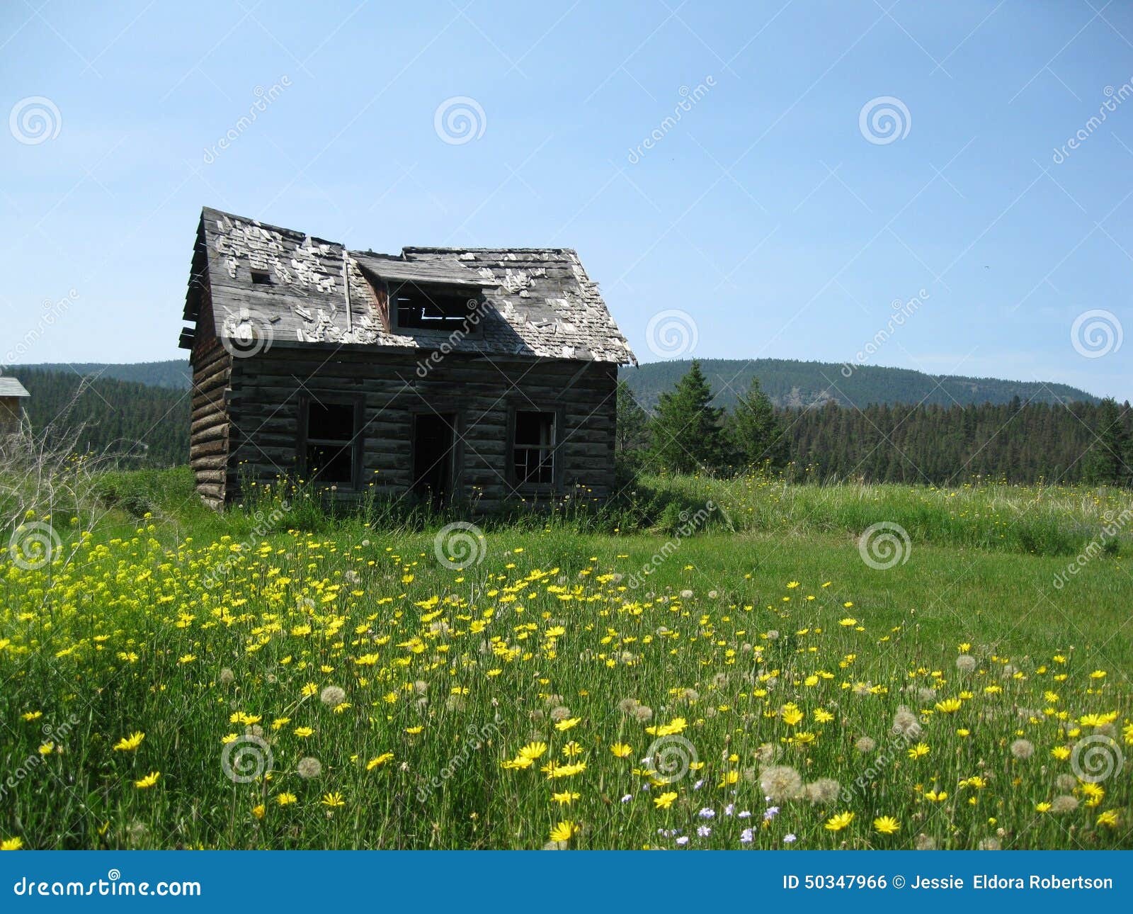 Run down old log cabin stock photo. Image of plants, settlement - 50347966