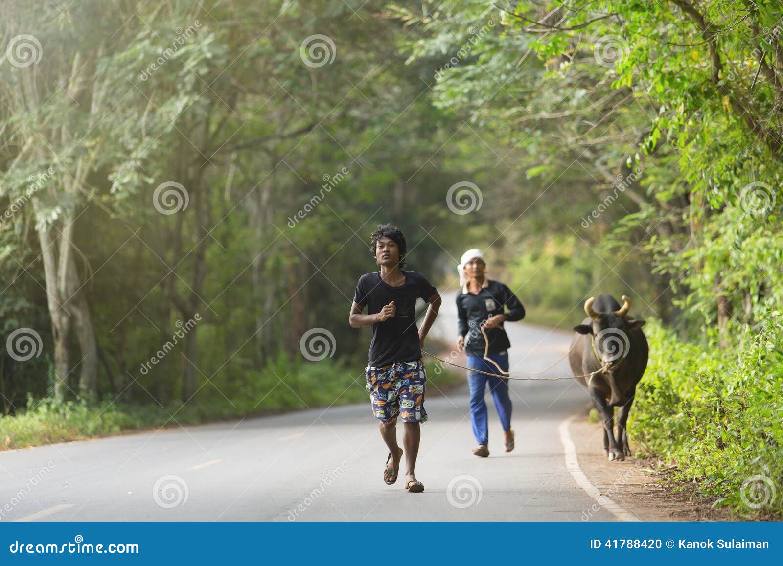 Run with fighting bull editorial image. Image of forest - 41788420