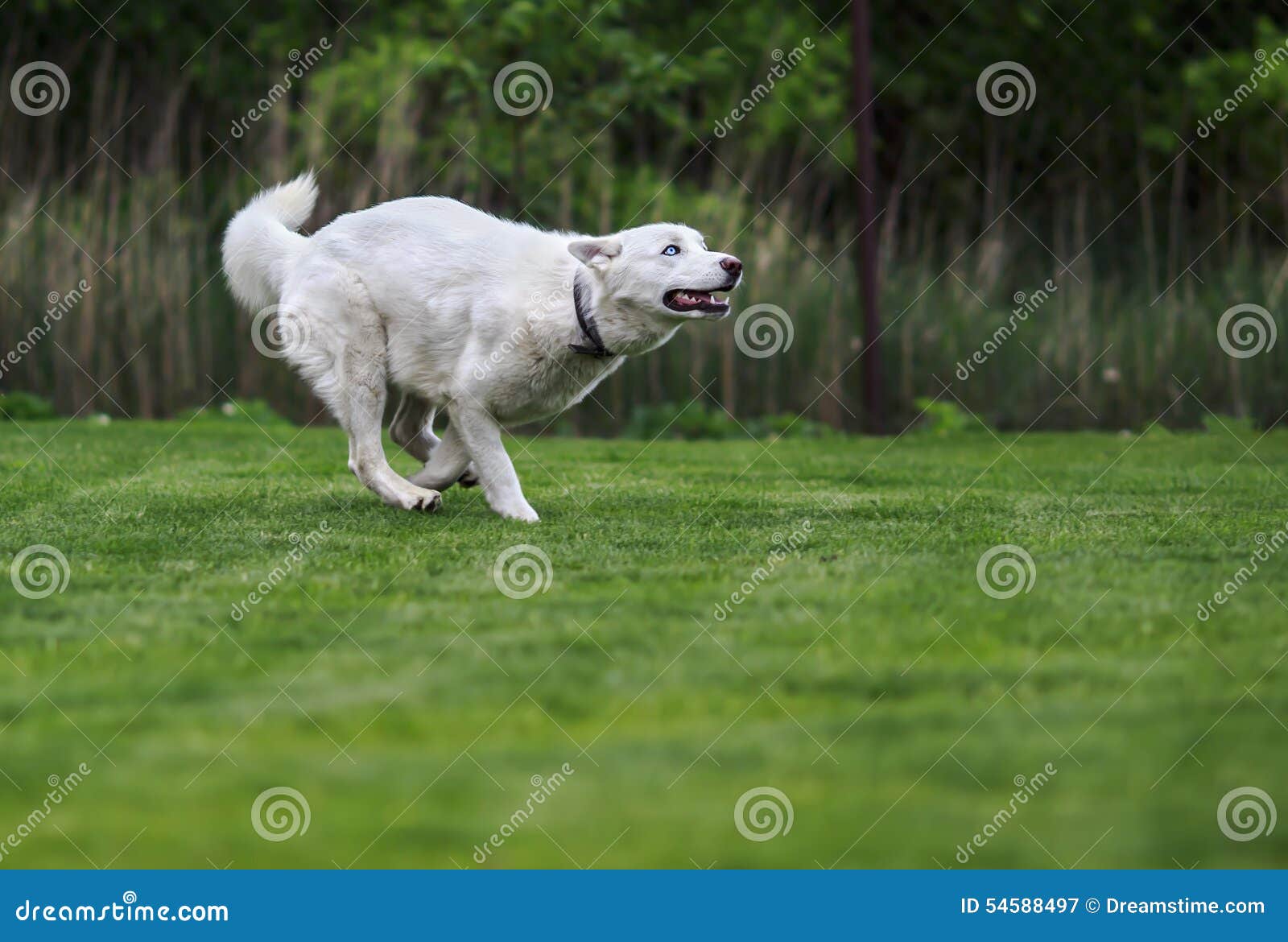 Run husky, run! stock image. Image of outside, spring - 54588497