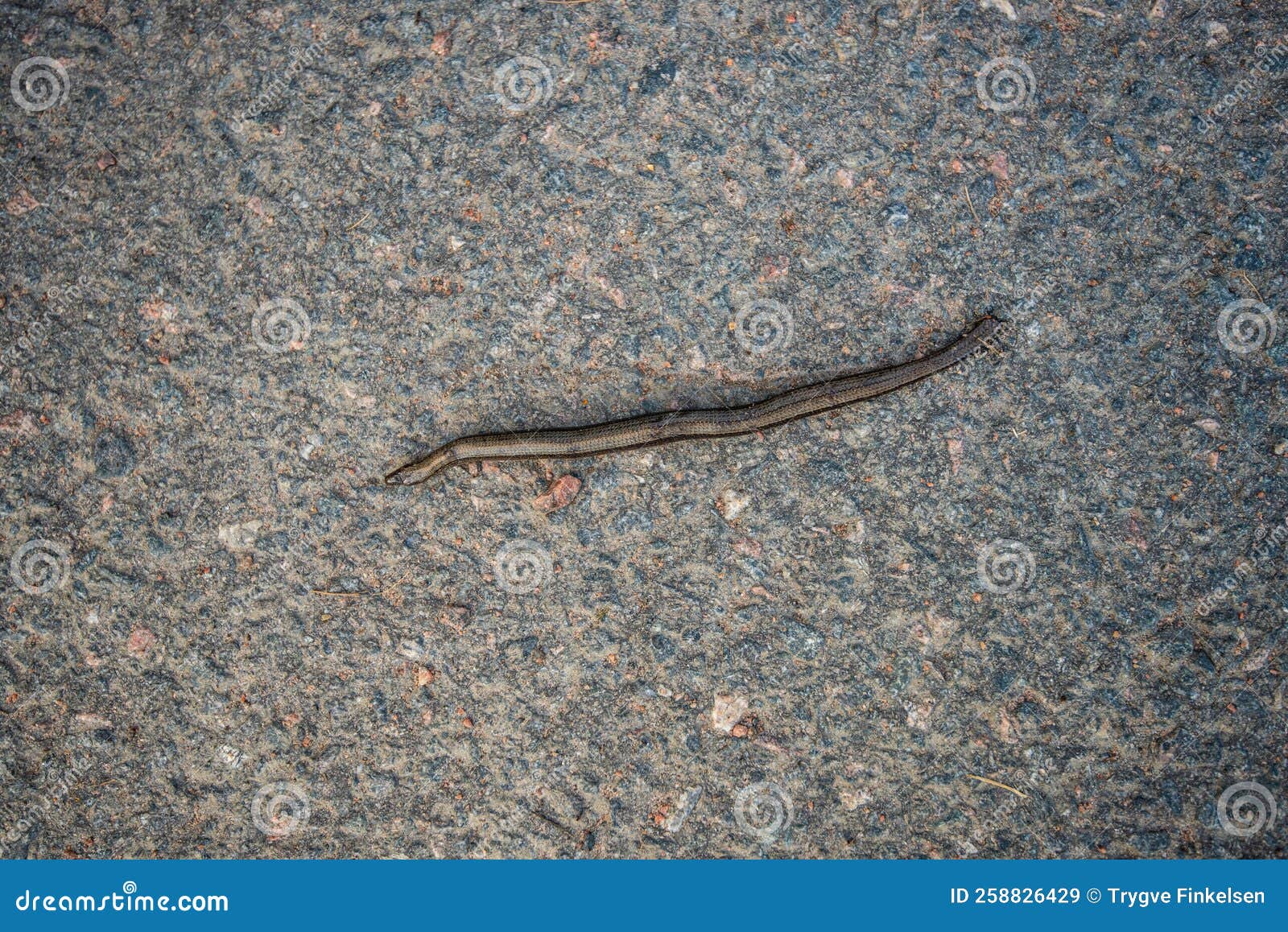 Run Over Slow Worm Anguis Fragilis on a Road.. Stock Image - Image of ...
