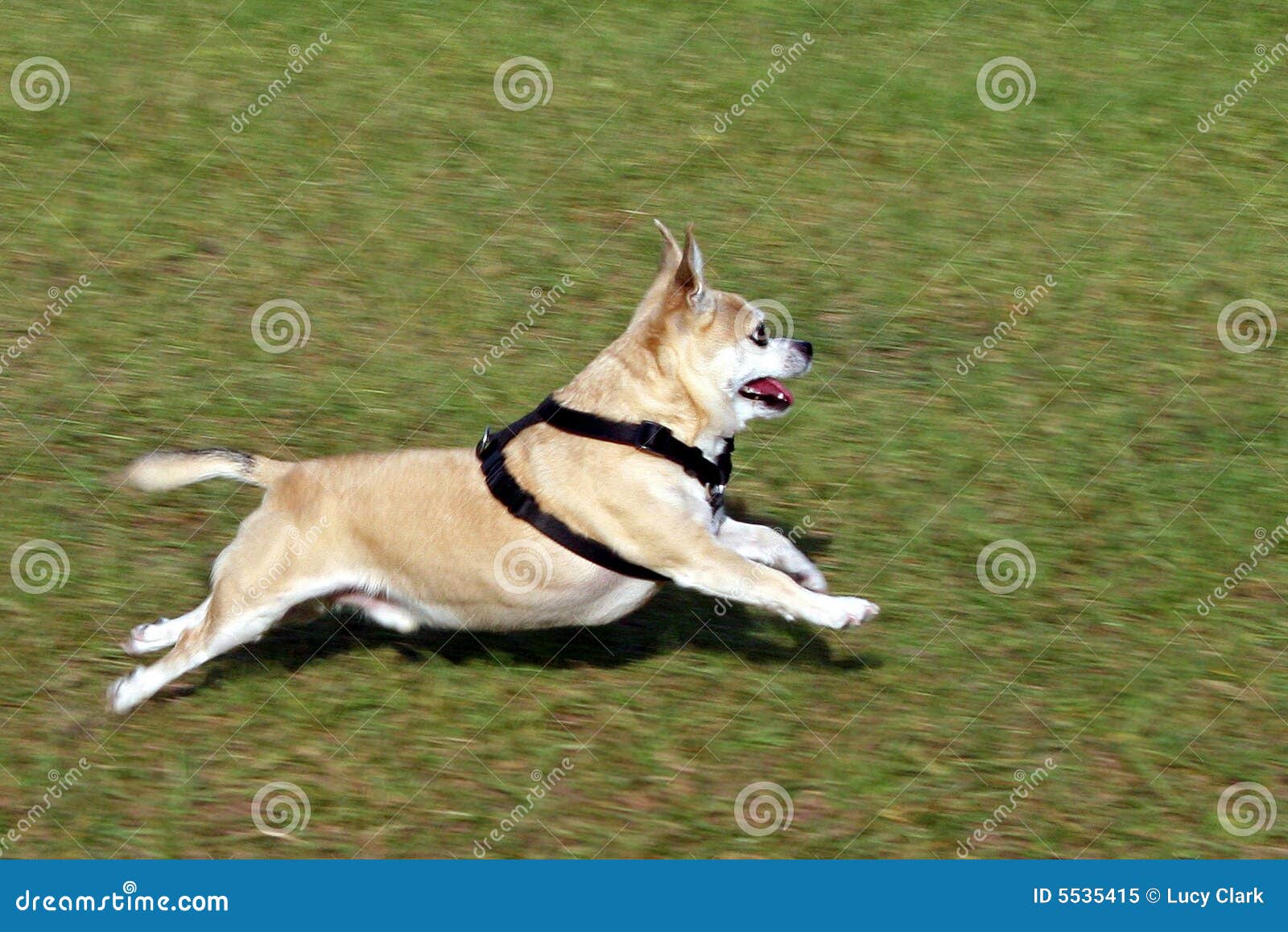Run Pepe Run stock image. Image of nature, grass, cute - 5535415