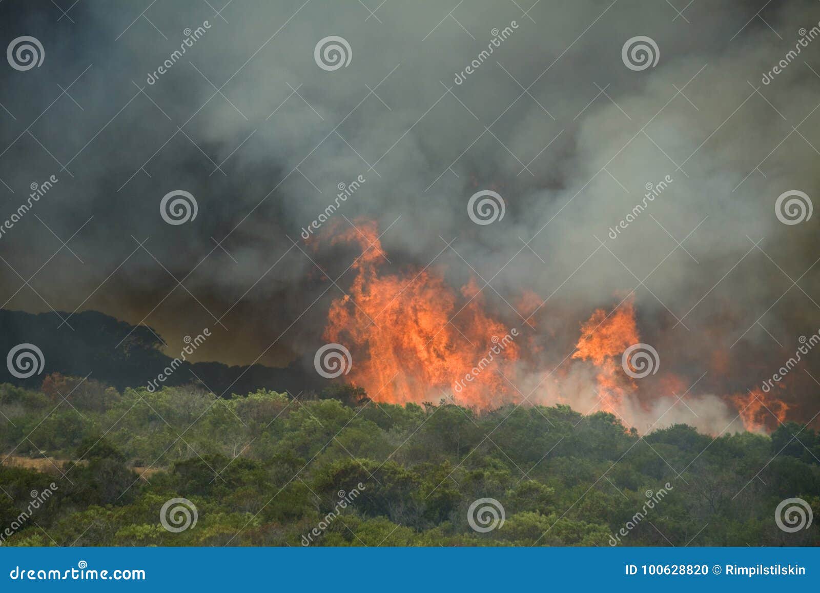 Runaway coastal bush fire stock photo. Image of bush - 100628820