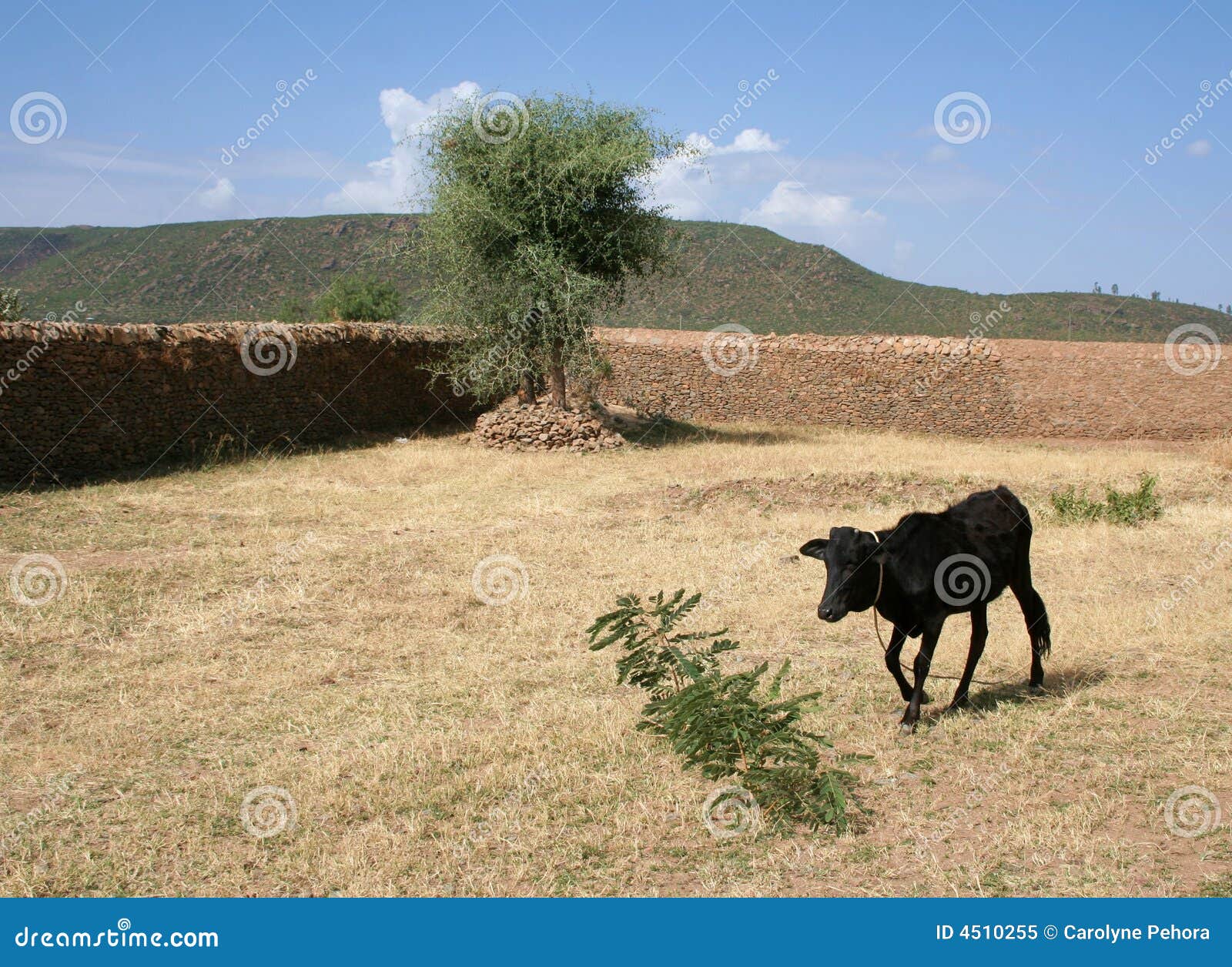 Runaway Cow stock image. Image of wall, agriculture, mountains - 4510255