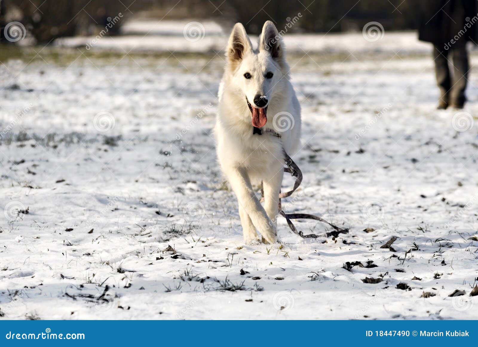 Runaway dog stock photo. Image of jump, coat, animal - 18447490
