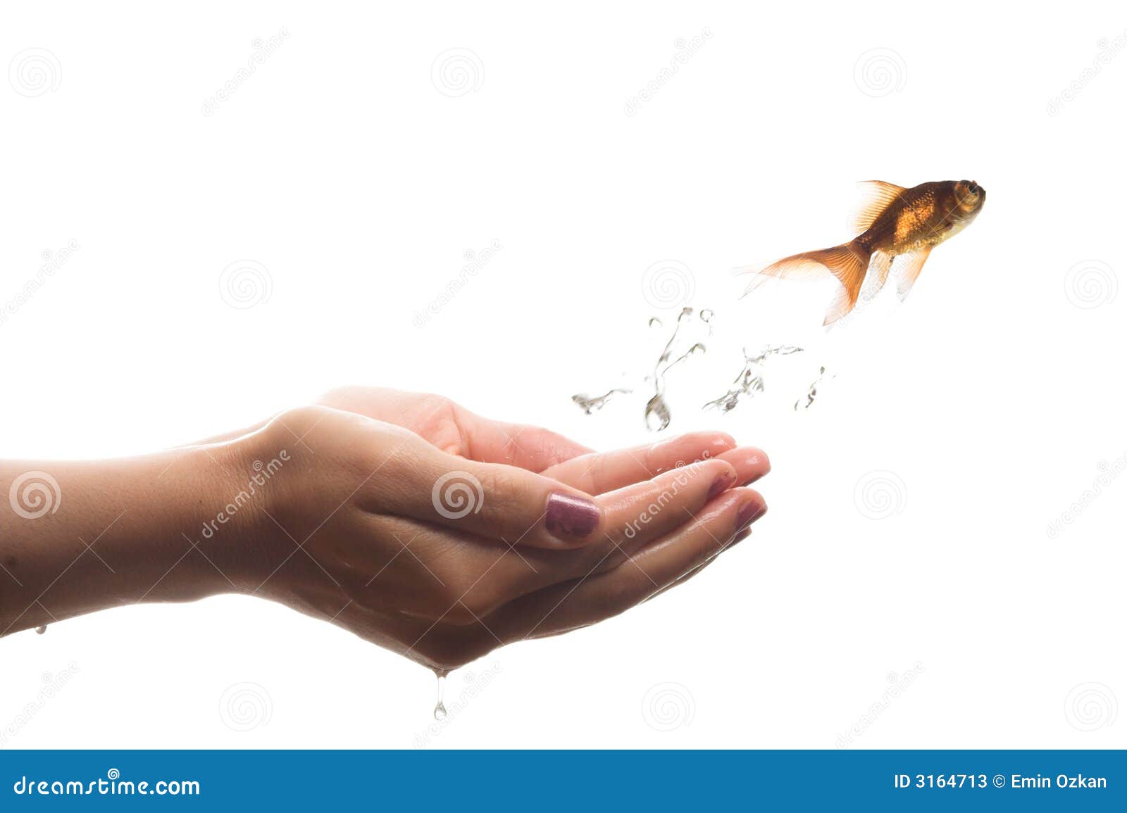 Runaway goldfish stock image. Image of runaway, safe, flying - 3164713