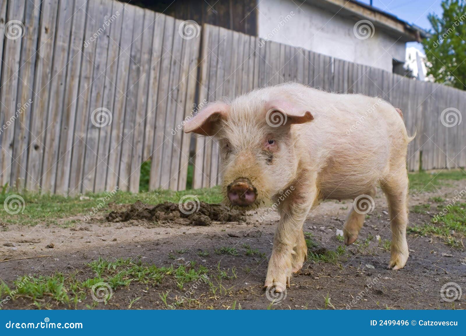 Runaway pig stock photo. Image of farm, cattle, straw - 2499496