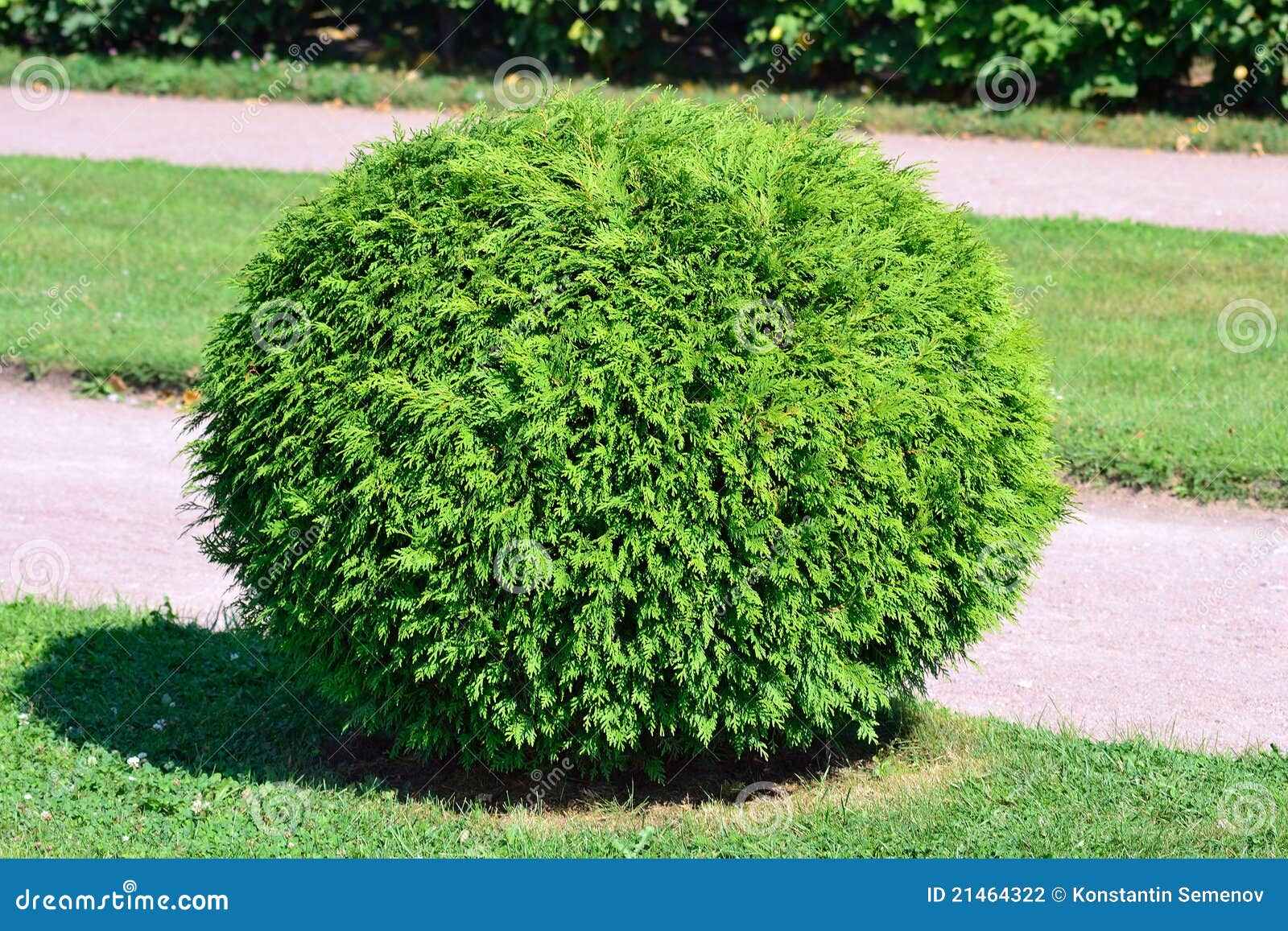 Runder Busch stockfoto. Bild von grün, botanisch, kreativ - 21464322