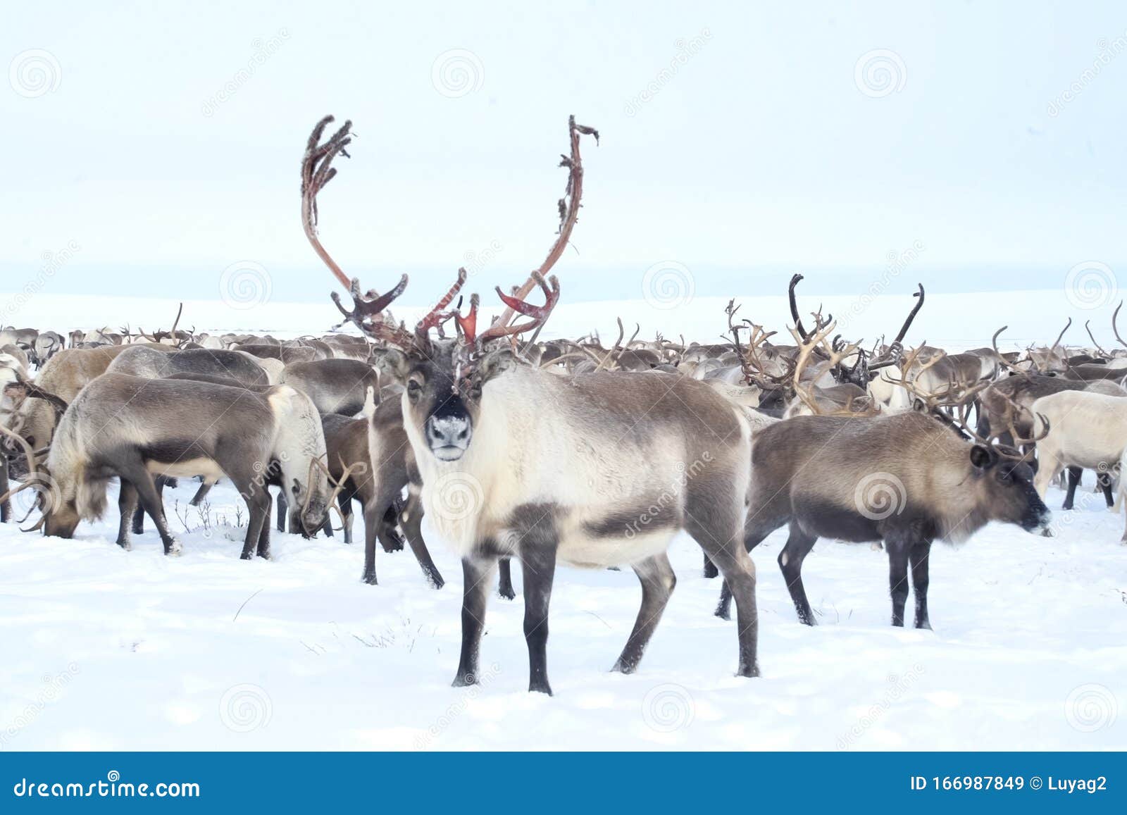 Runderen in De Sima-toendra in Sneeuw Stock Afbeelding - Image of noord ...