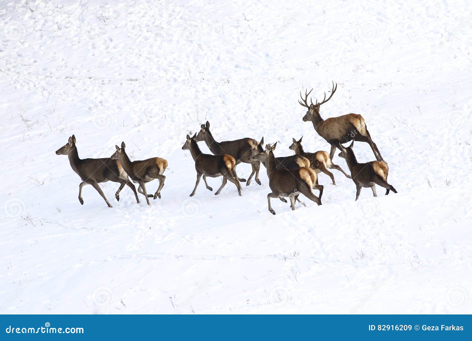 Runing Deer and Hinds of Red Deer in Snow Stock Image - Image of hunt ...